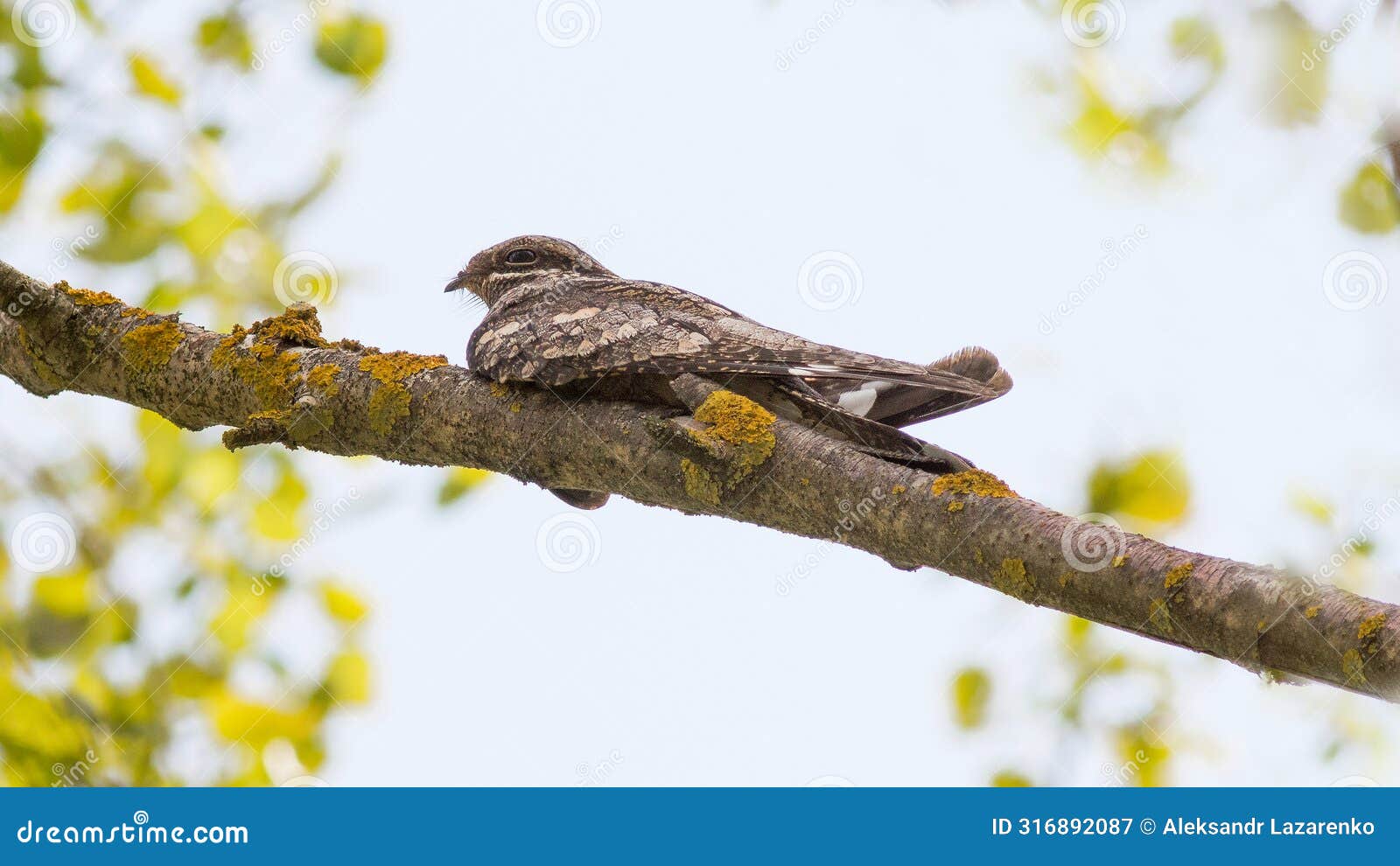 Dusky Nightjar Bird Sitting on a Tree Branch Stock Image - Image of ...