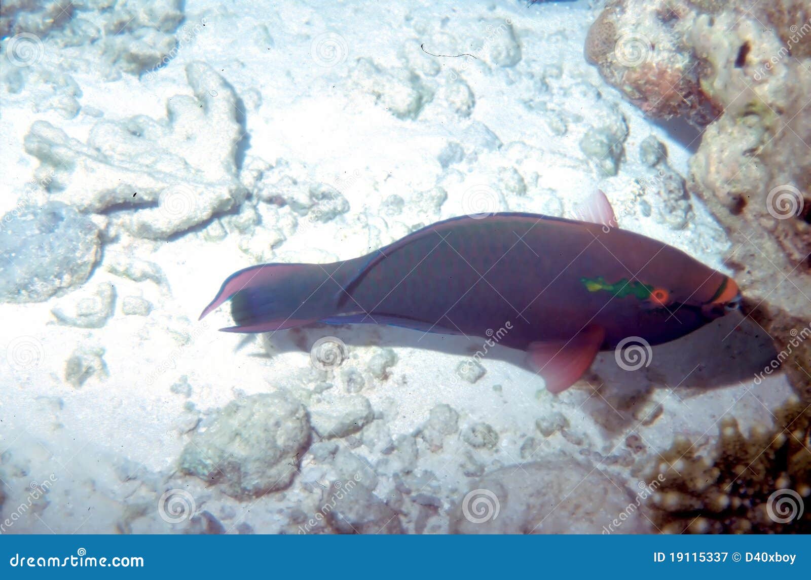 Dusky Parrotfish stock image. Image of island, marine - 19115337