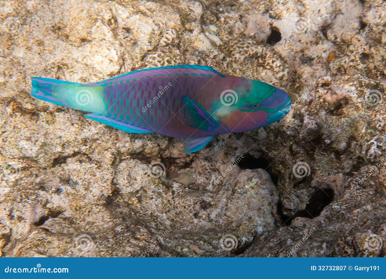Dusky Parrotfish is Underwater Stock Image - Image of fish, egypt: 32732807