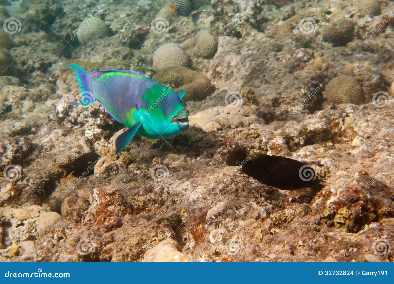Dusky Parrotfish is Underwater Stock Photo - Image of colony, aquatic ...