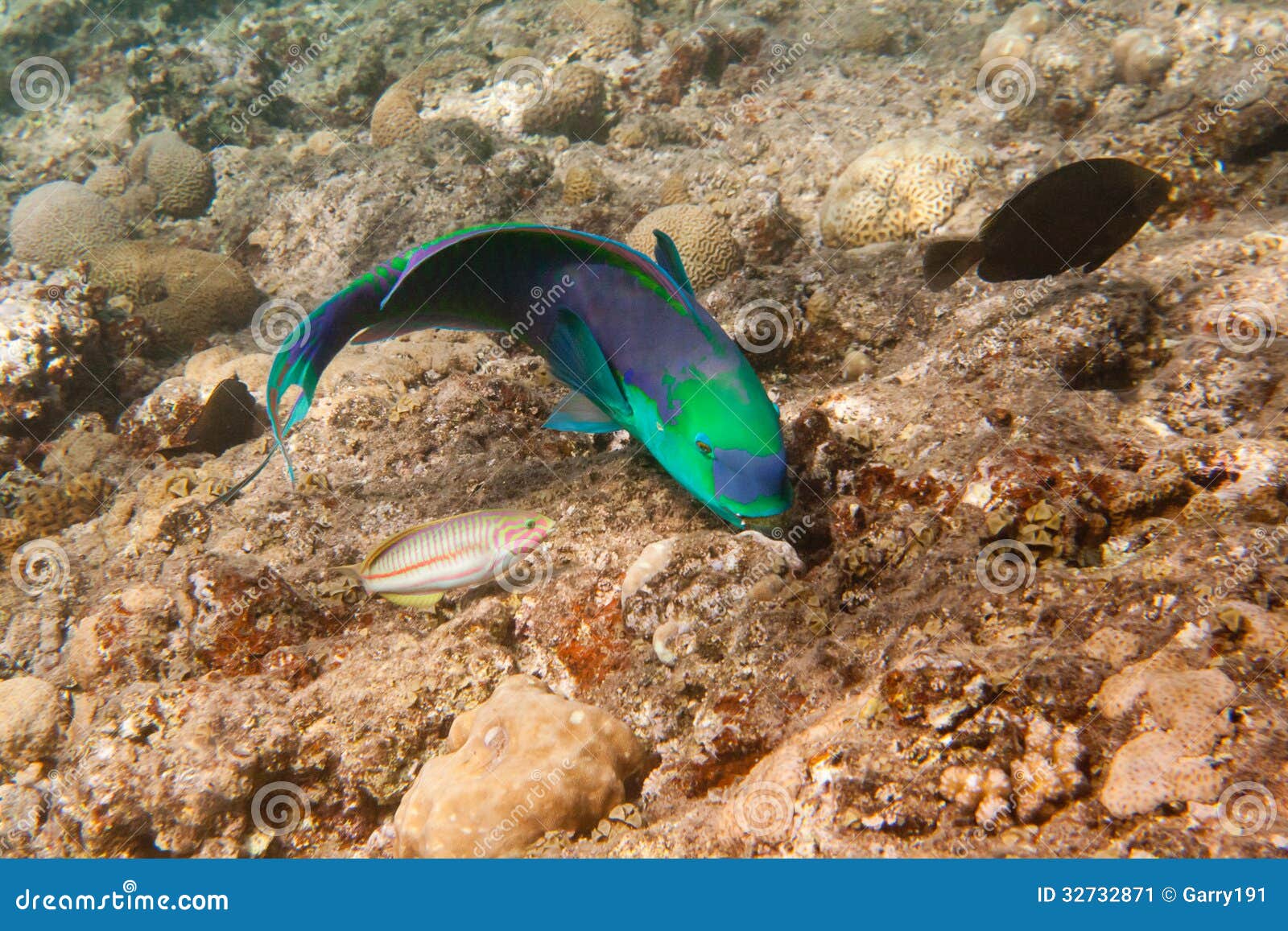 Dusky Parrotfish is Underwater Stock Image - Image of ocean, salt: 32732871