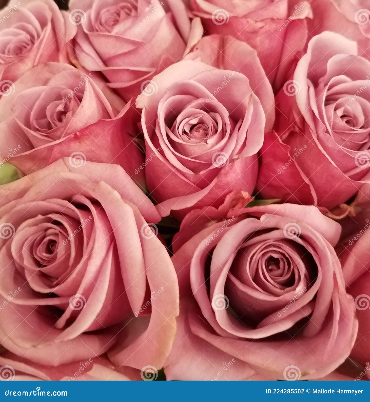 Dusky Pink Roses stock photo. Image of flower, valentine - 224285502