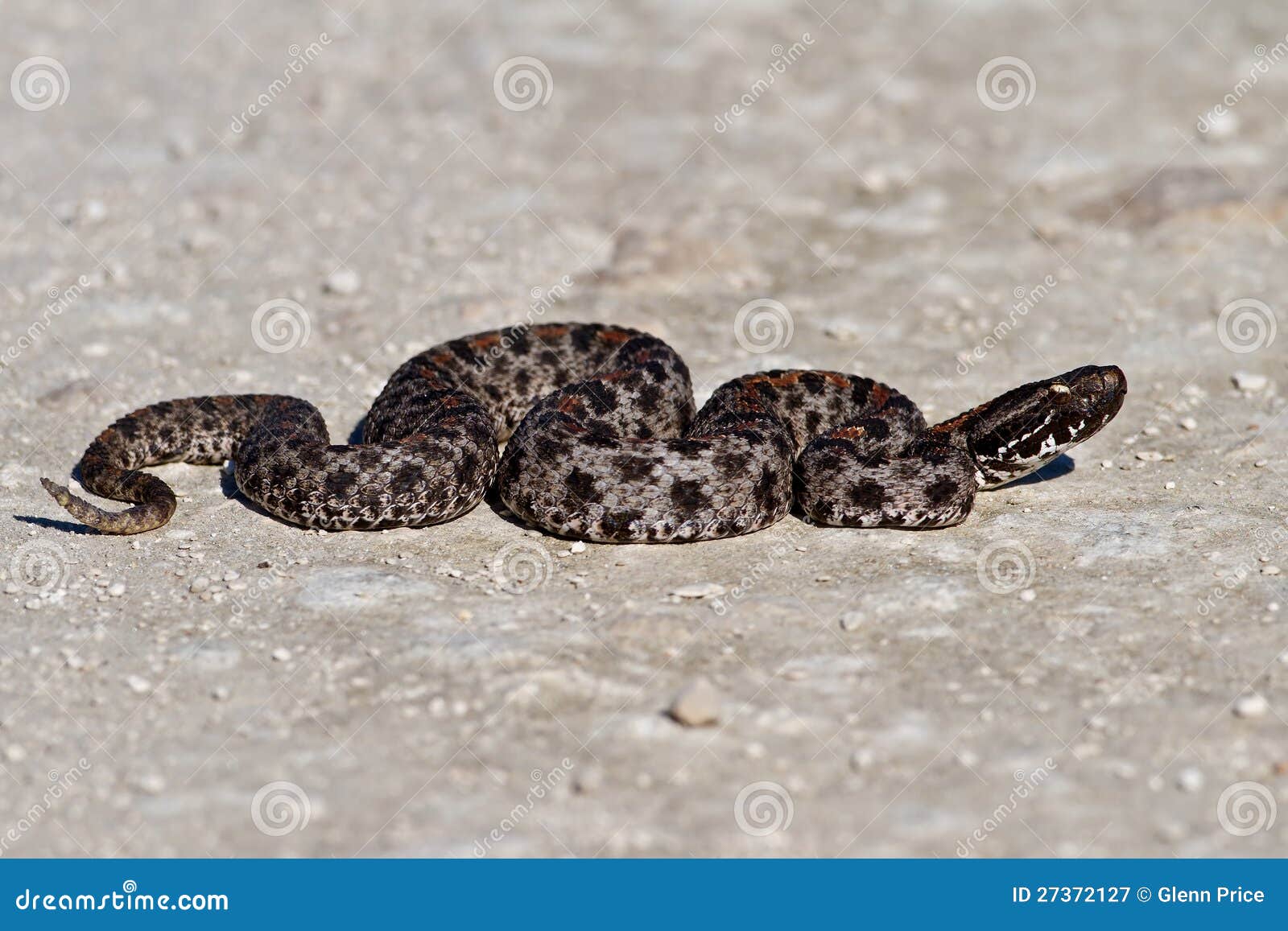Dusky Pygmy Rattlesnake stock image. Image of rattlesnake - 27372127