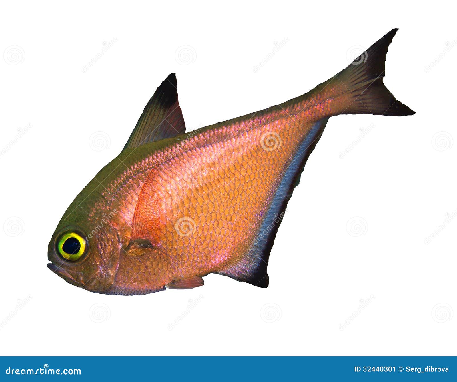 Dusky Sweeper Stock Photos - Free & Royalty-Free Stock Photos from ...