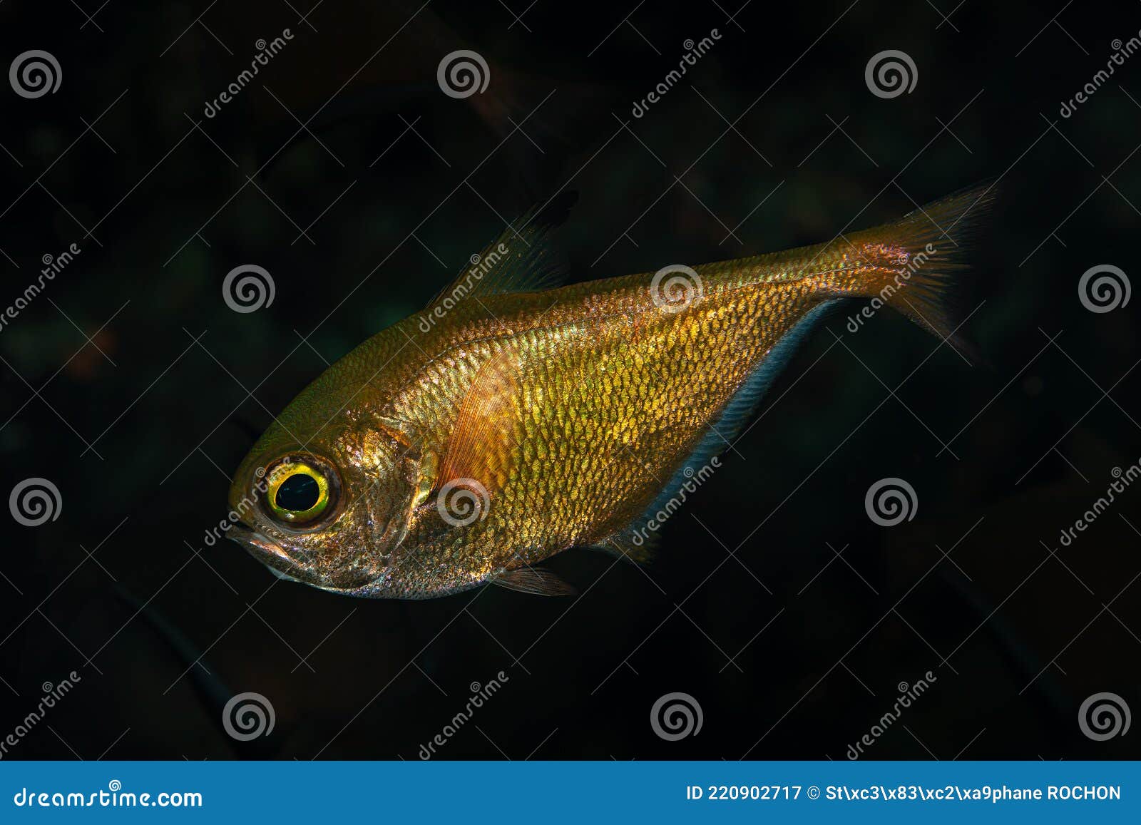 Dusky Sweeper Silvery Brass Fish Stock Image - Image of aquatic, nature ...