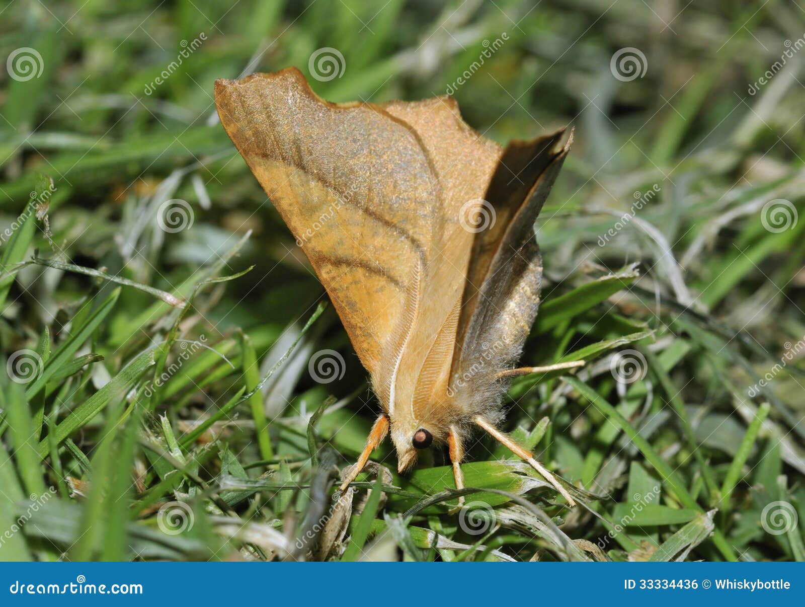 Dusky Thorn Moth stock photo. Image of insect, wings - 33334436