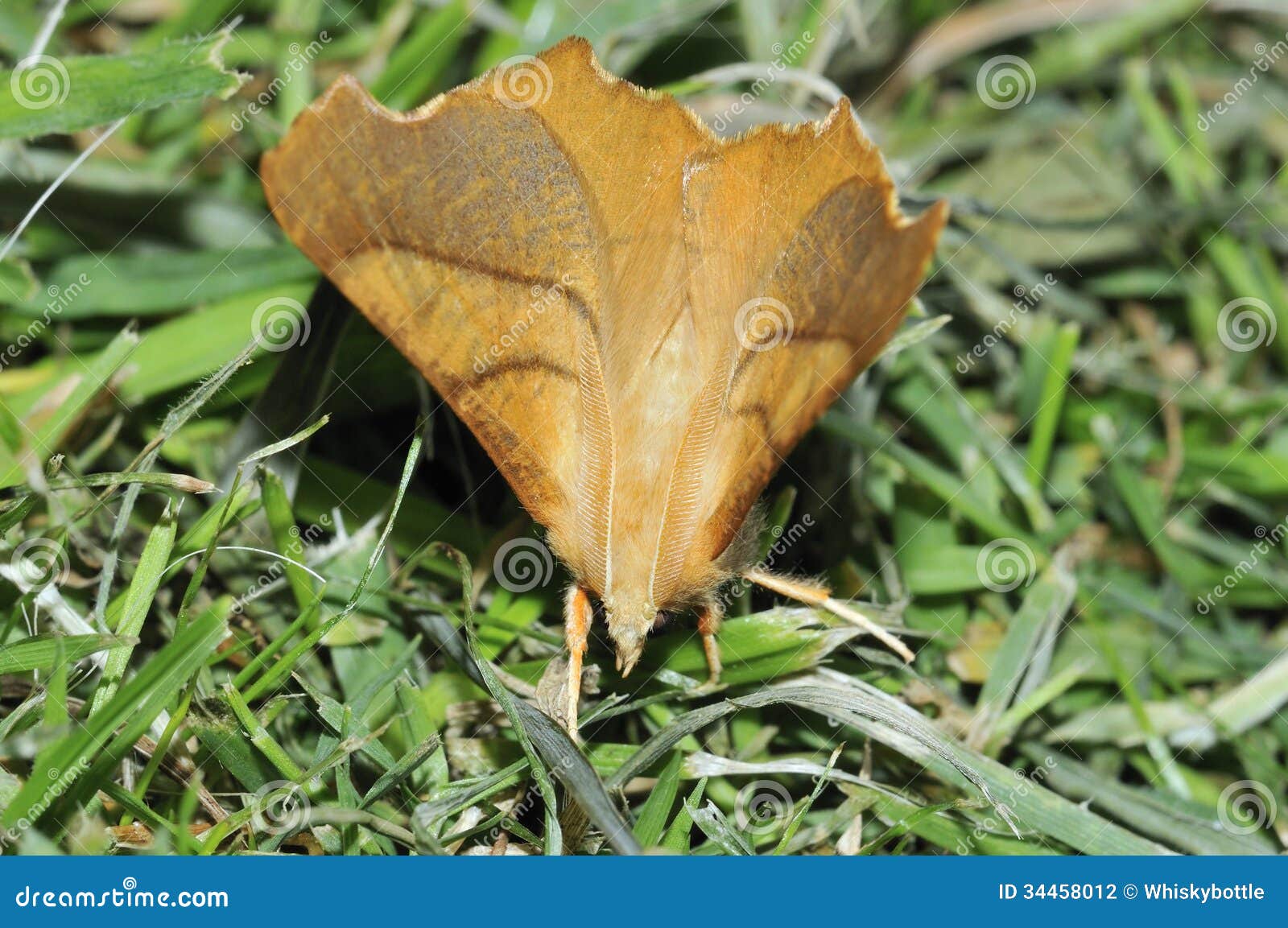 Dusky Thorn Moth stock photo. Image of moth, landscape - 34458012