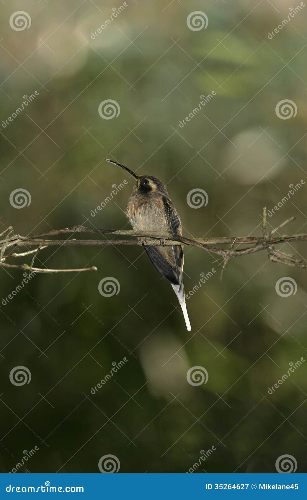 Dusky-throated Hermit, Phaethornis Squalidus Stock Image - Image of ...