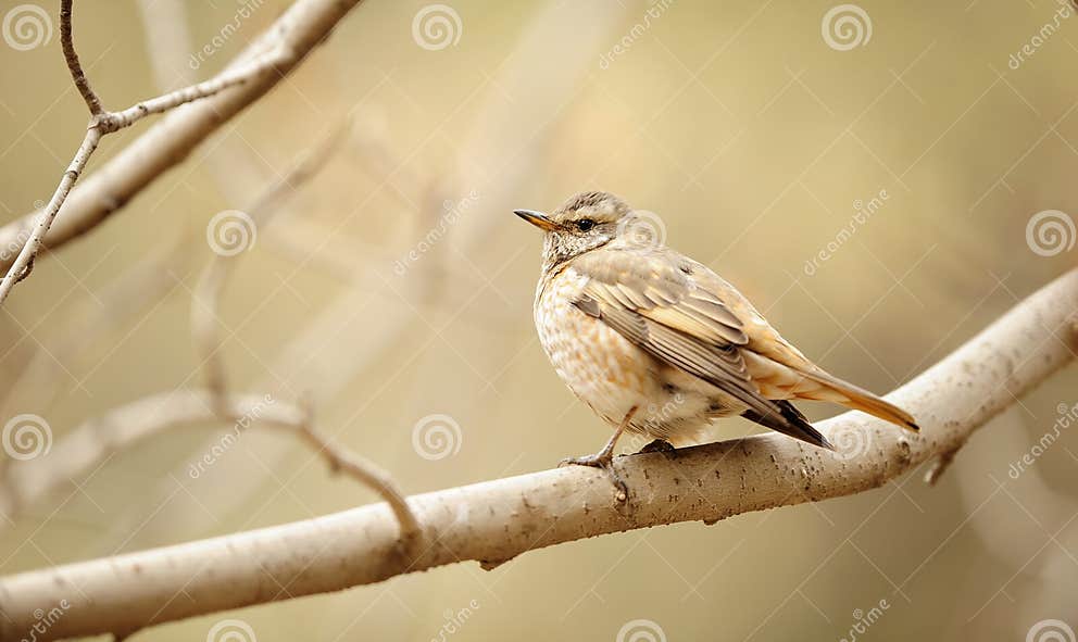 Dusky Thrush stock image. Image of branches, color, feather - 23055947