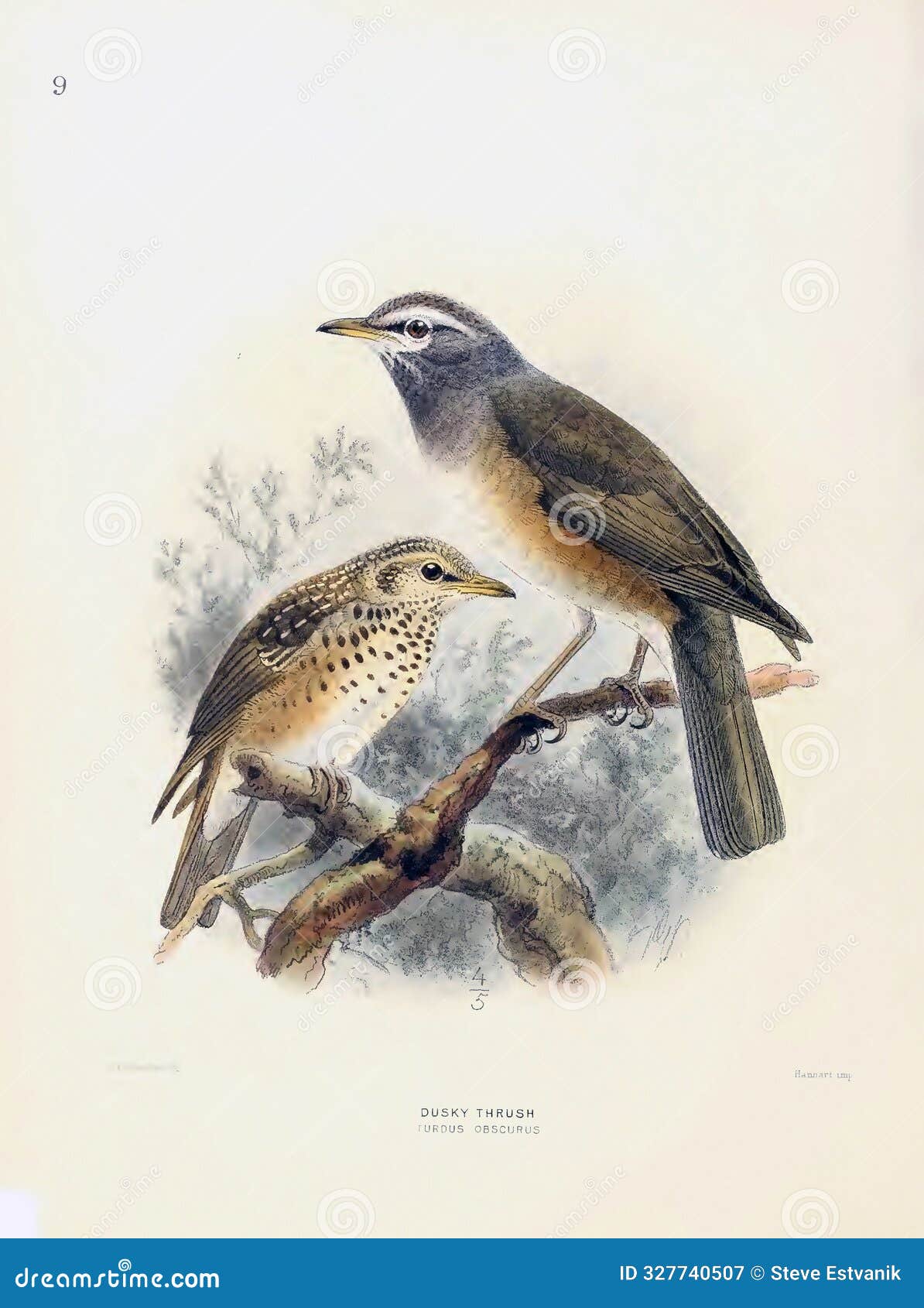 Dusky Thrush Perched on Branch with Young Offspring Stock Illustration ...