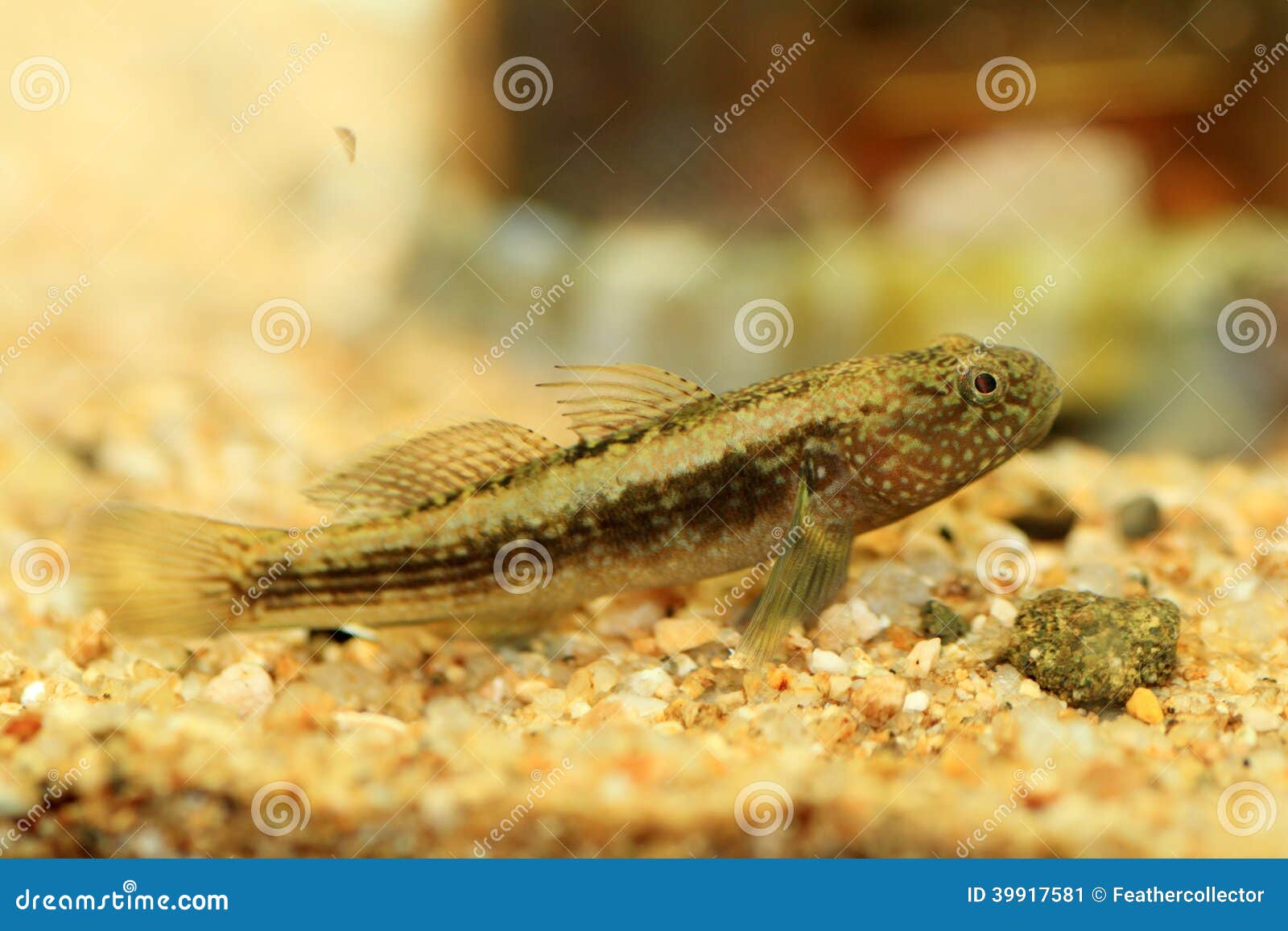 Dusky tripletooth goby stock image. Image of nature, natural - 39917581
