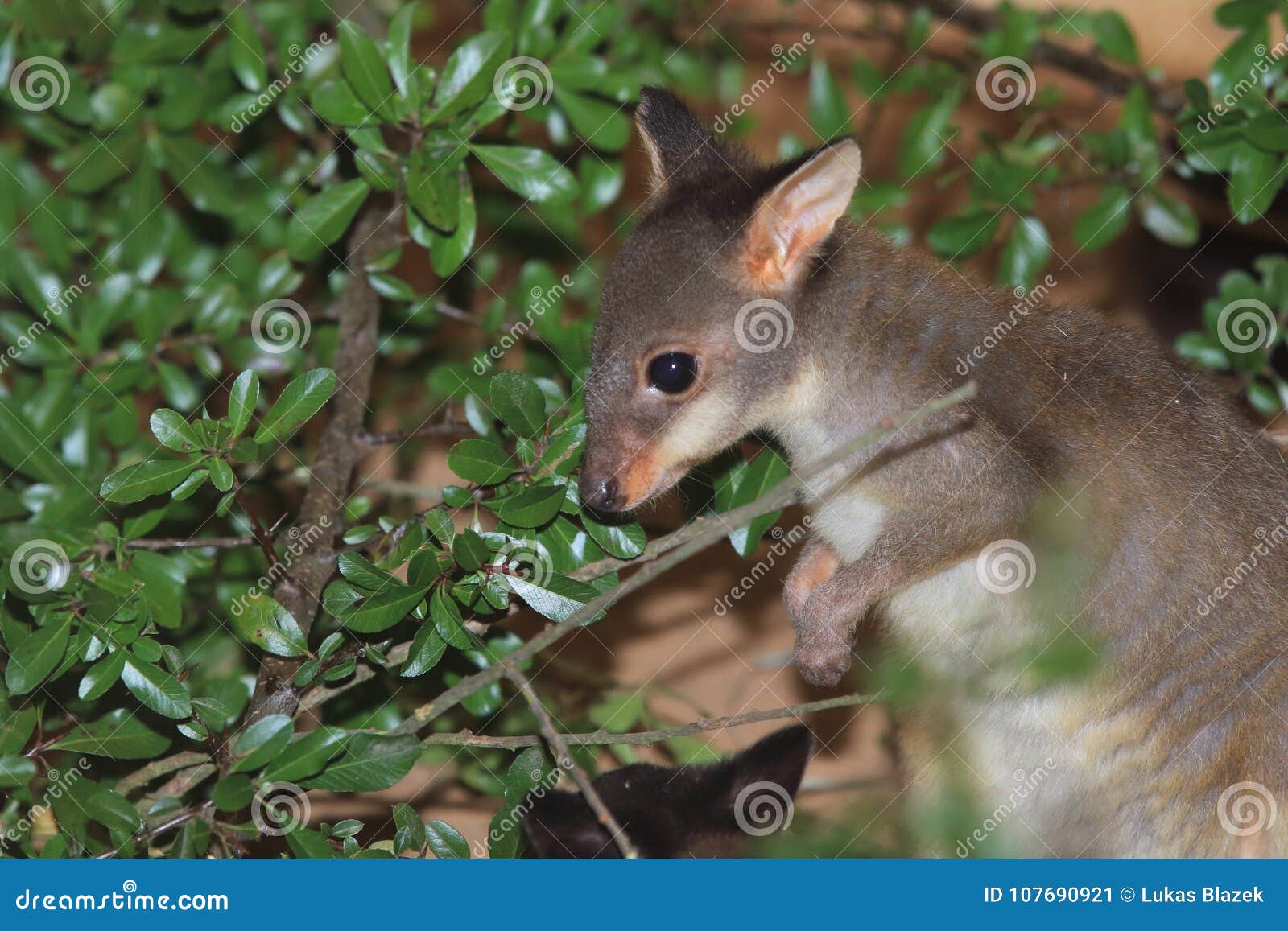 Dusky wallaby stock image. Image of nature, pademelon - 107690921