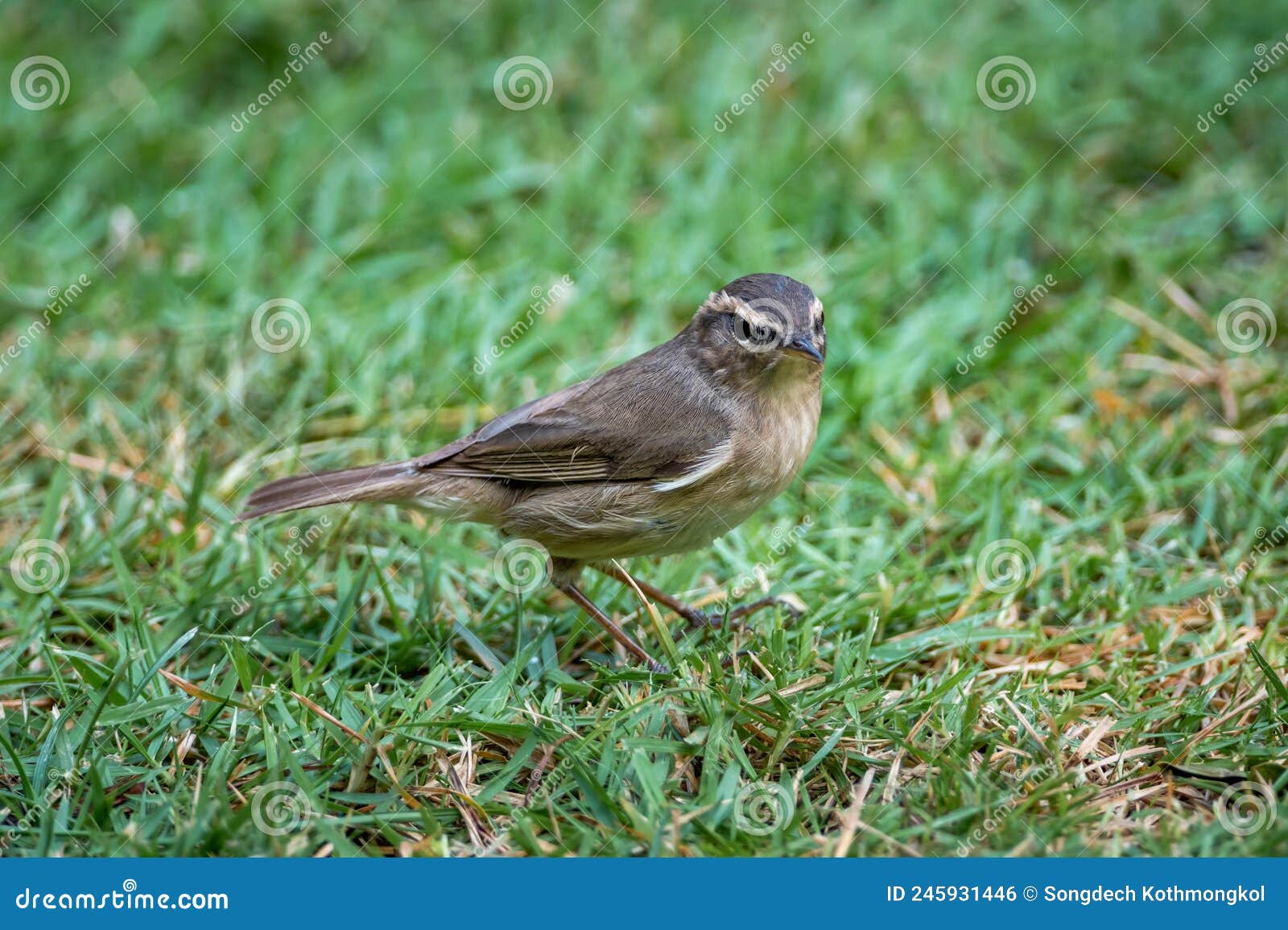 Dusky Warbler bird stock photo. Image of brown, natural - 245931446