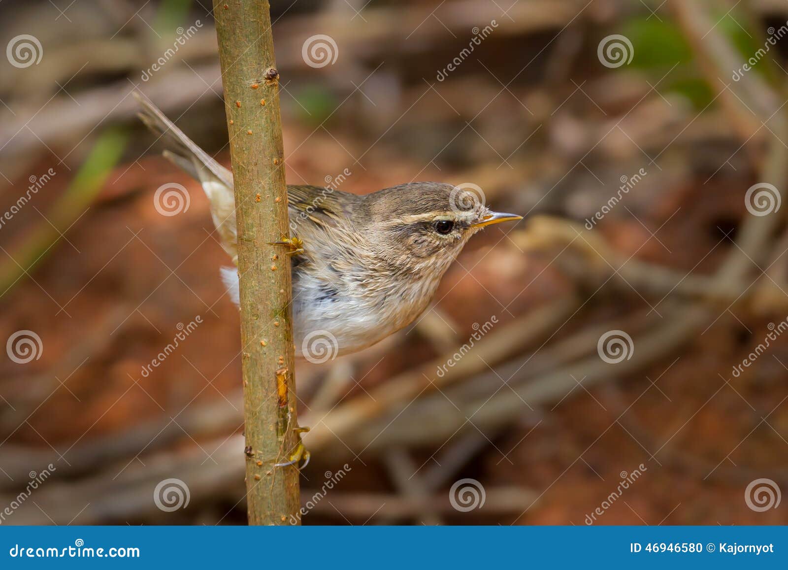 Dusky Warbler(Phylloscopus Fuscatus) Stock Photo - Image of blers ...