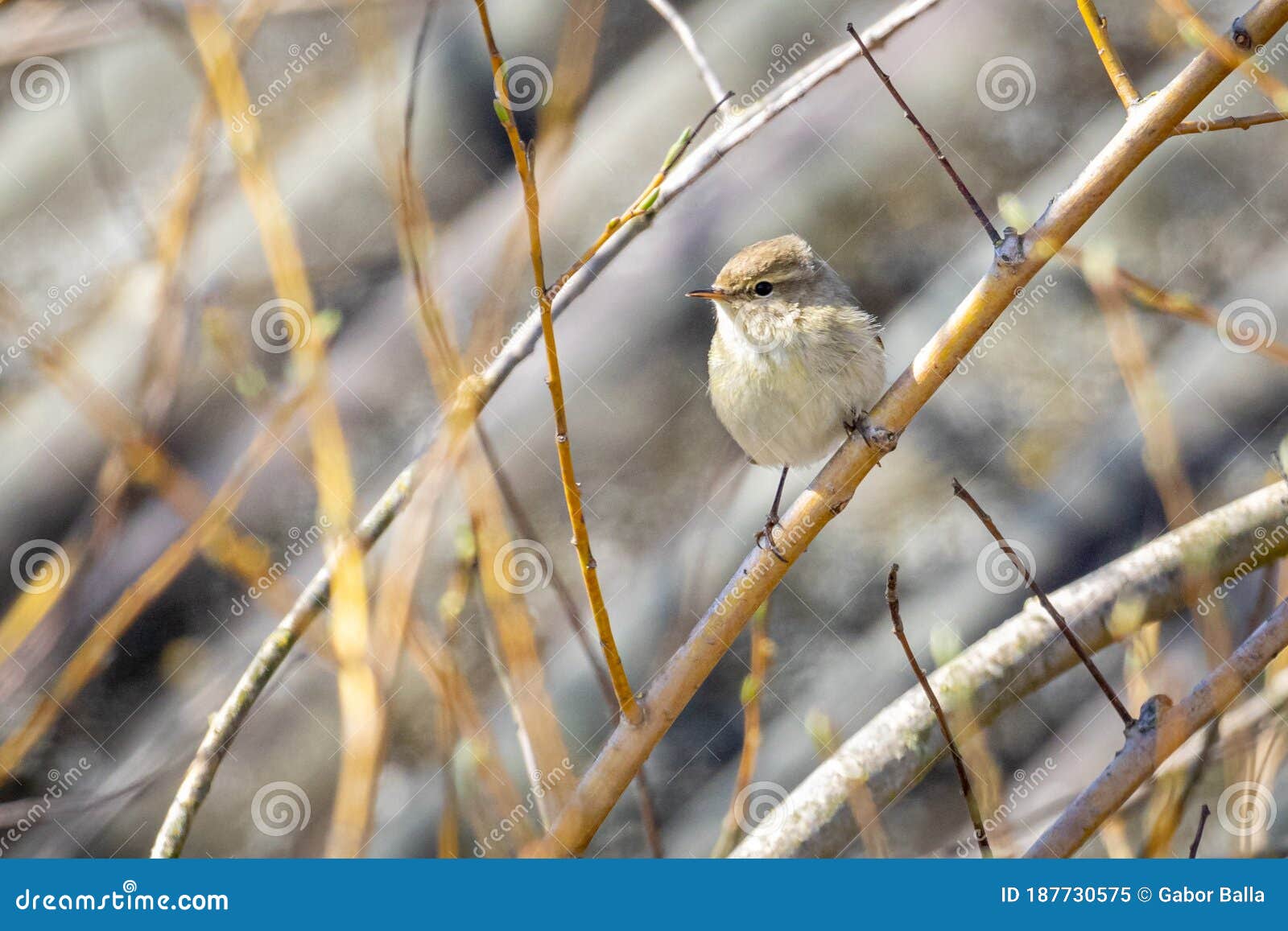 Dusky Warbler Phylloscopus Fuscatus on a Tree Stock Image - Image of ...