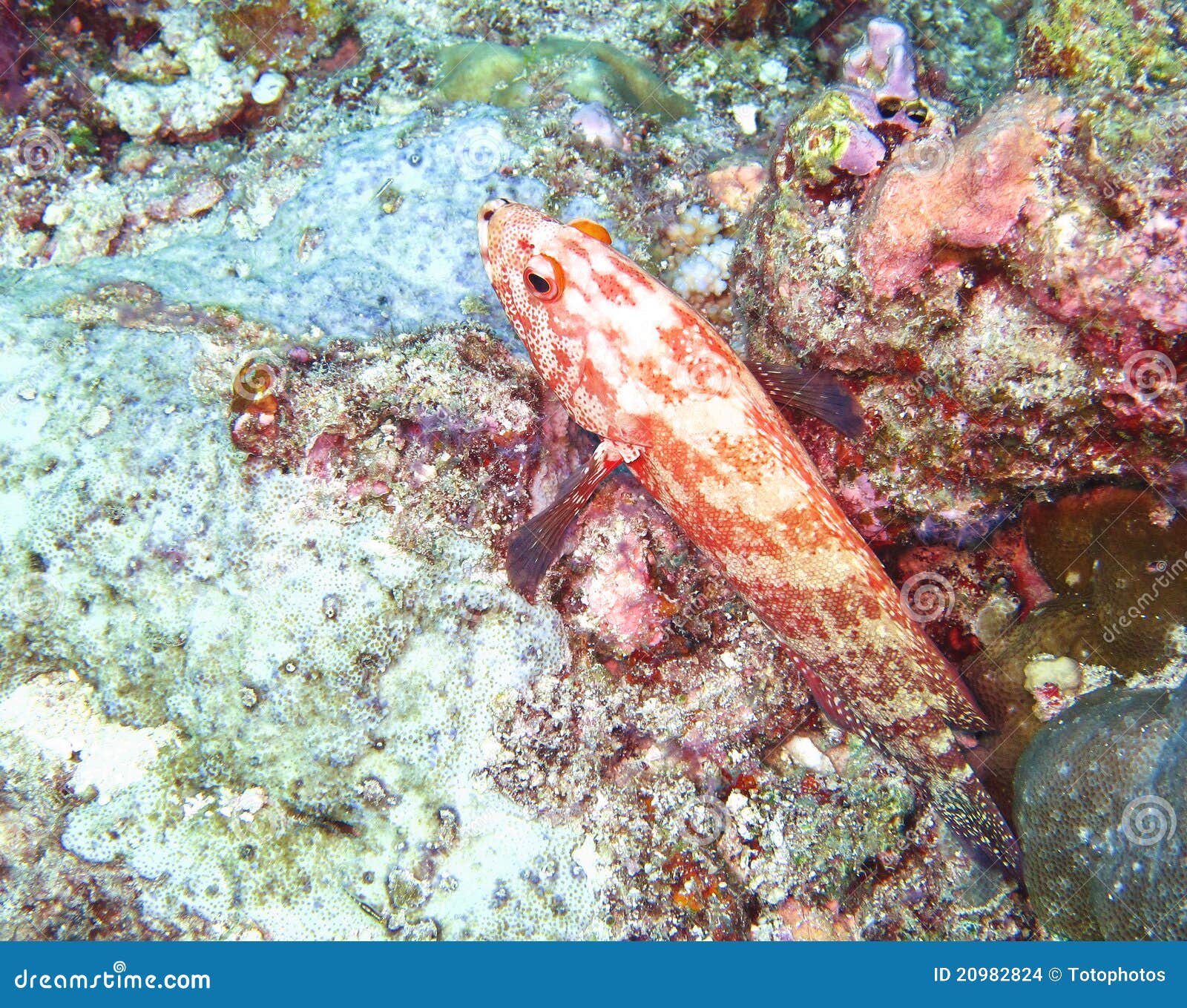 Duskyfin rock cod stock photo. Image of beauty, egypt - 20982824