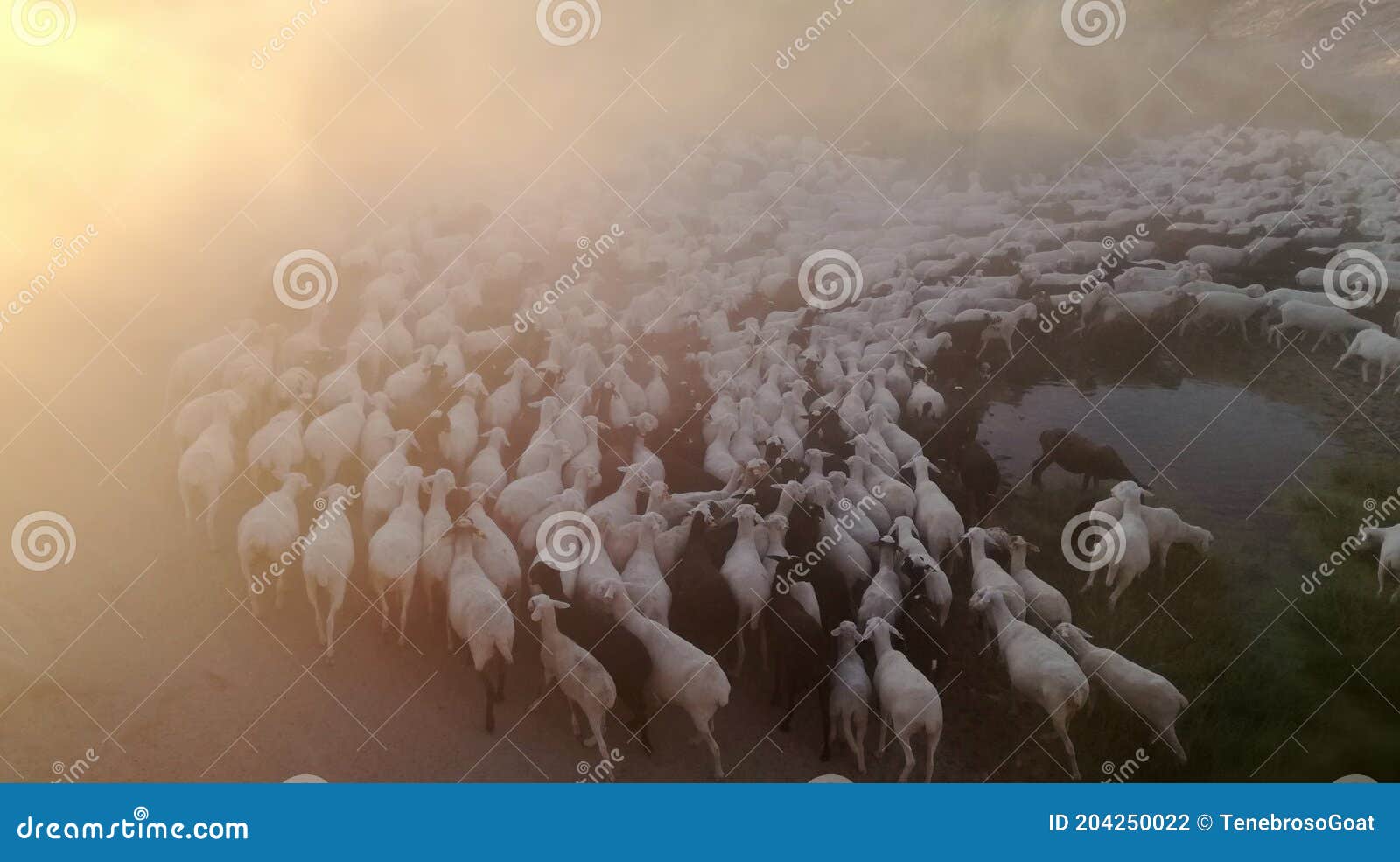Dust and Blinding Sand from Inside the Flock of Sheep, Seen from Above ...