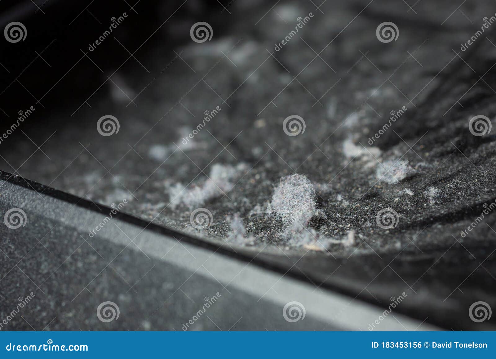 Dust bunnies closeup stock photo. Image of particle - 183453156