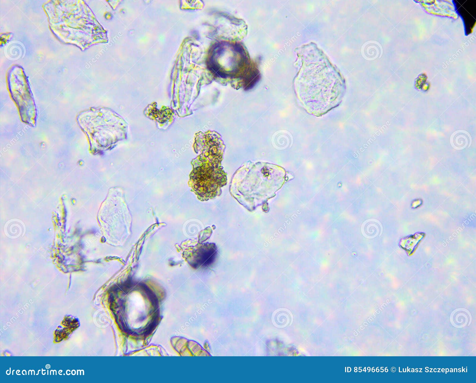 Dust and Microorganisms Microscopic View Stock Photo - Image of biology ...