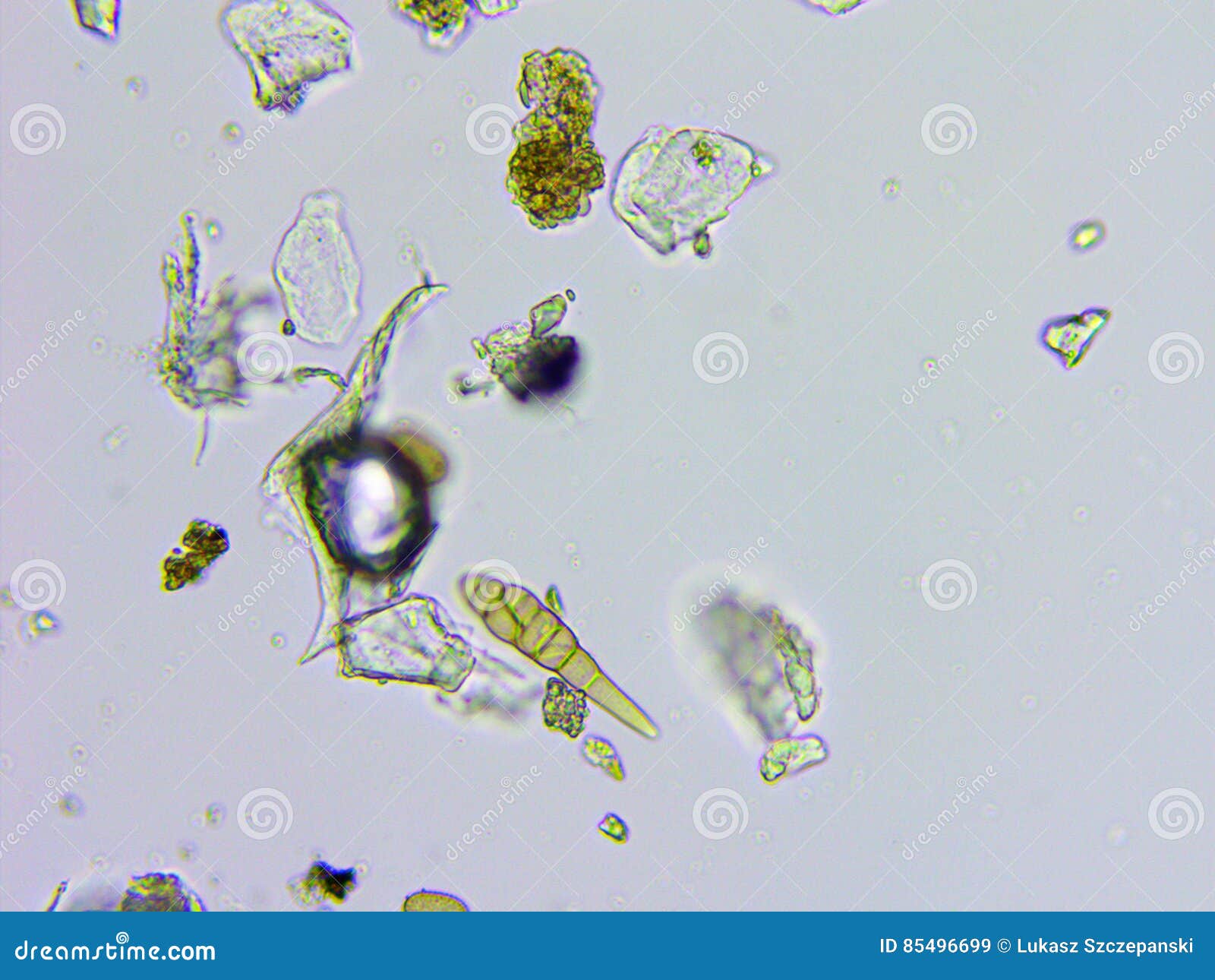 Dust and Microorganisms Microscopic View Stock Image - Image of dust ...
