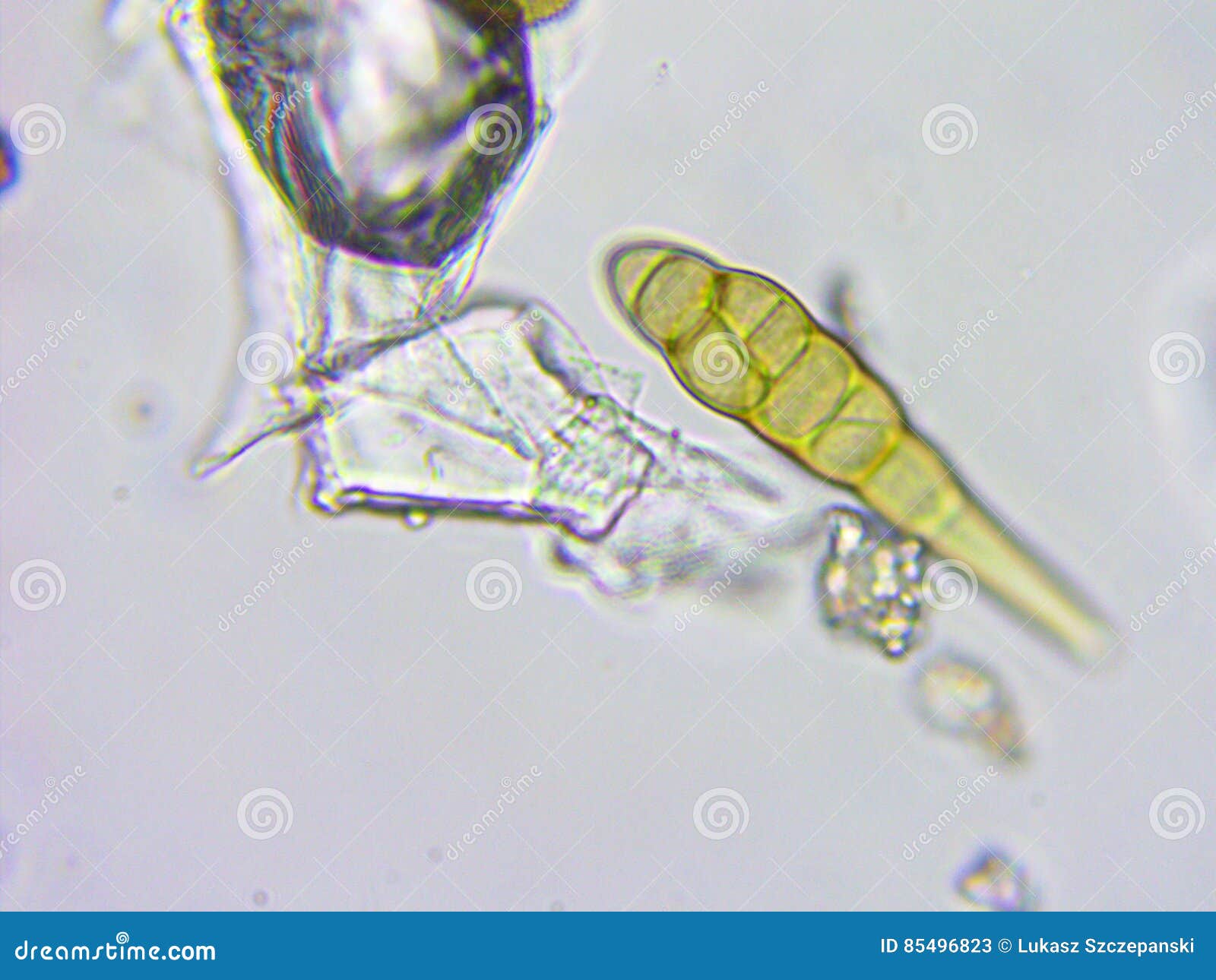 Dust and Microorganisms Microscopic View Stock Image - Image of ...