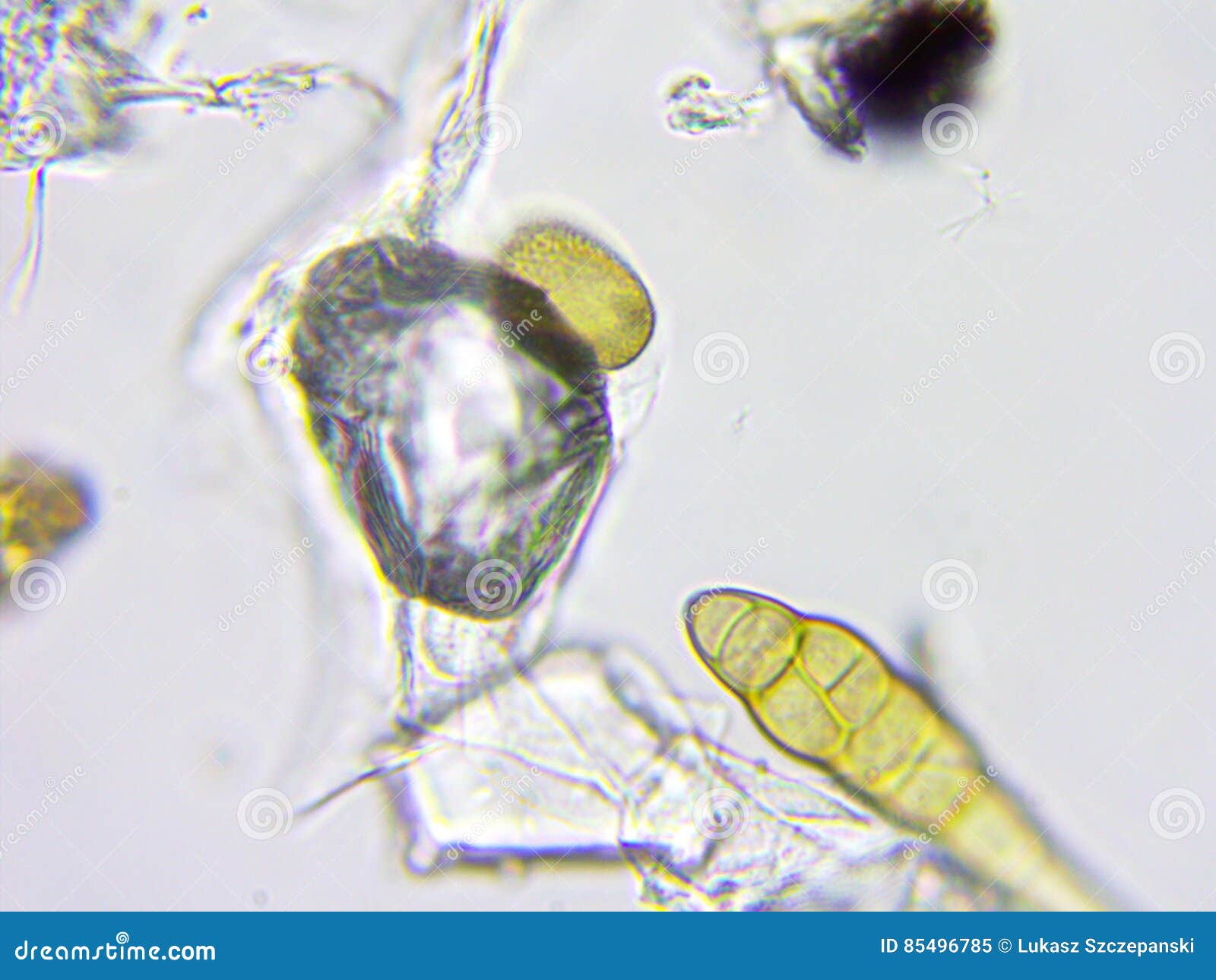 Dust And Microorganisms Microscopic View Royalty-Free Stock Image ...