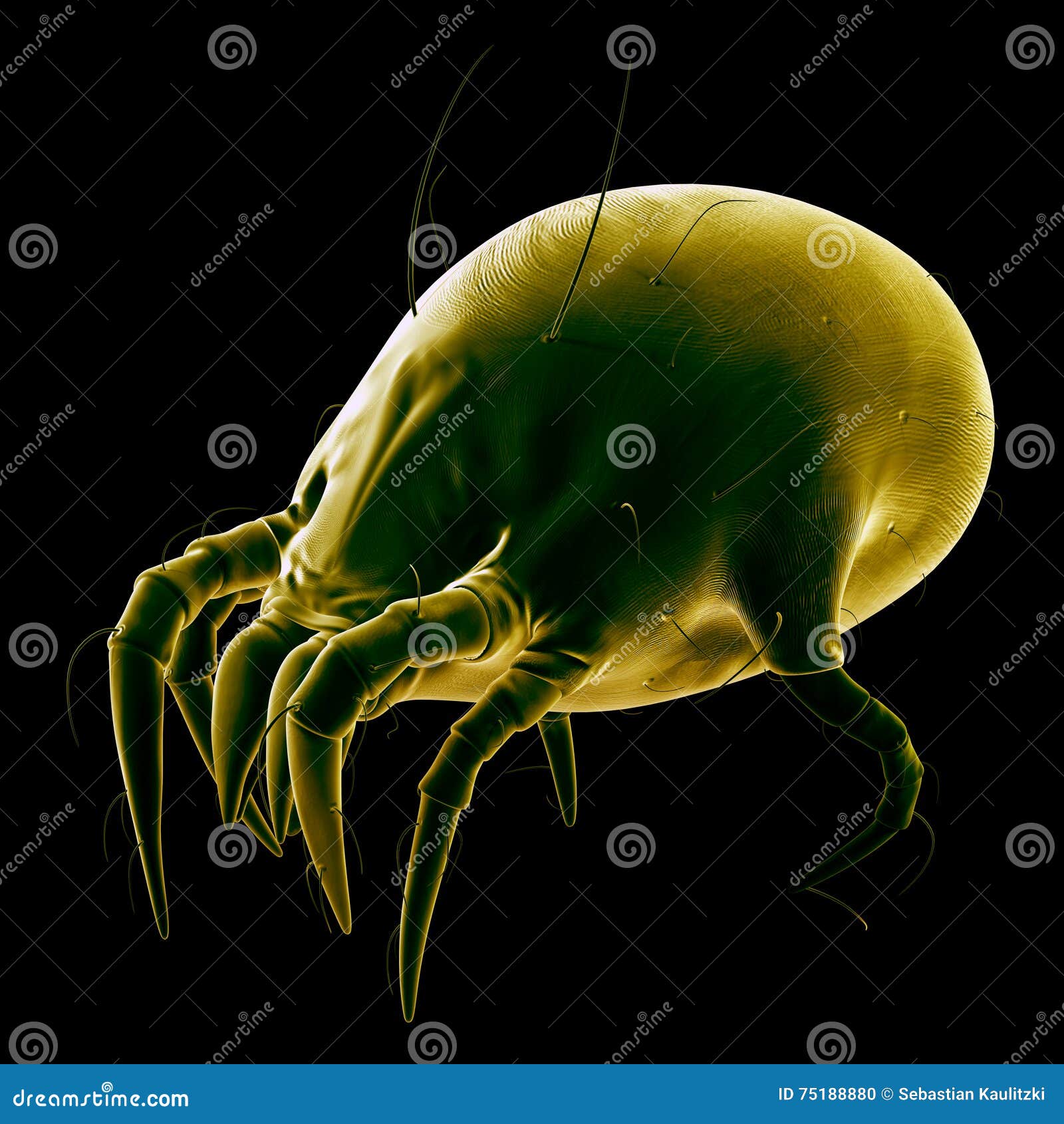 A dust mite stock illustration. Illustration of asthma - 75188880