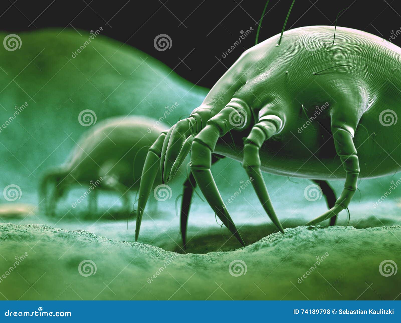 The dust mite stock illustration. Illustration of mite - 74189798