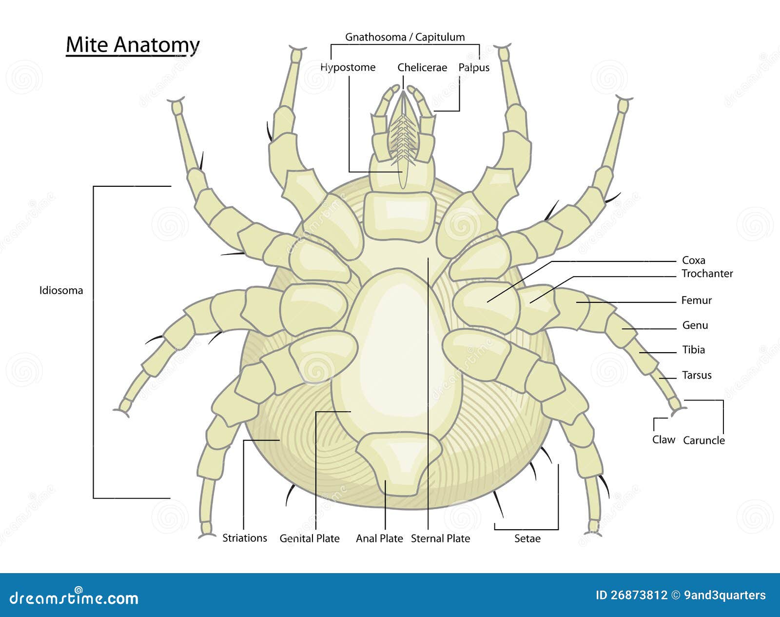Dust Mite Or Tick Anatomy With Labels Stock Photography - Image: 26873812