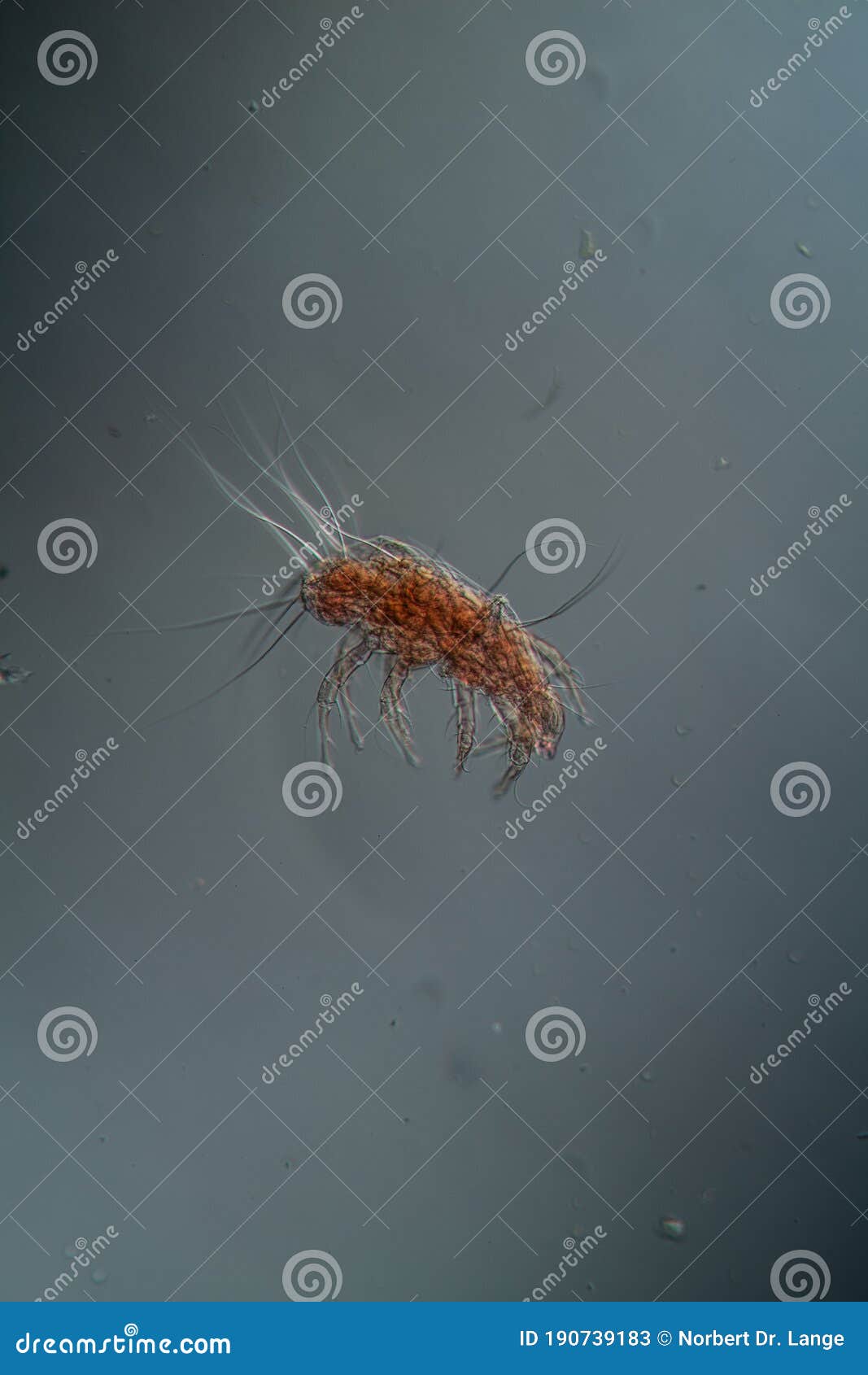 Dust Mites Under the Microscope Stock Image - Image of magnification ...