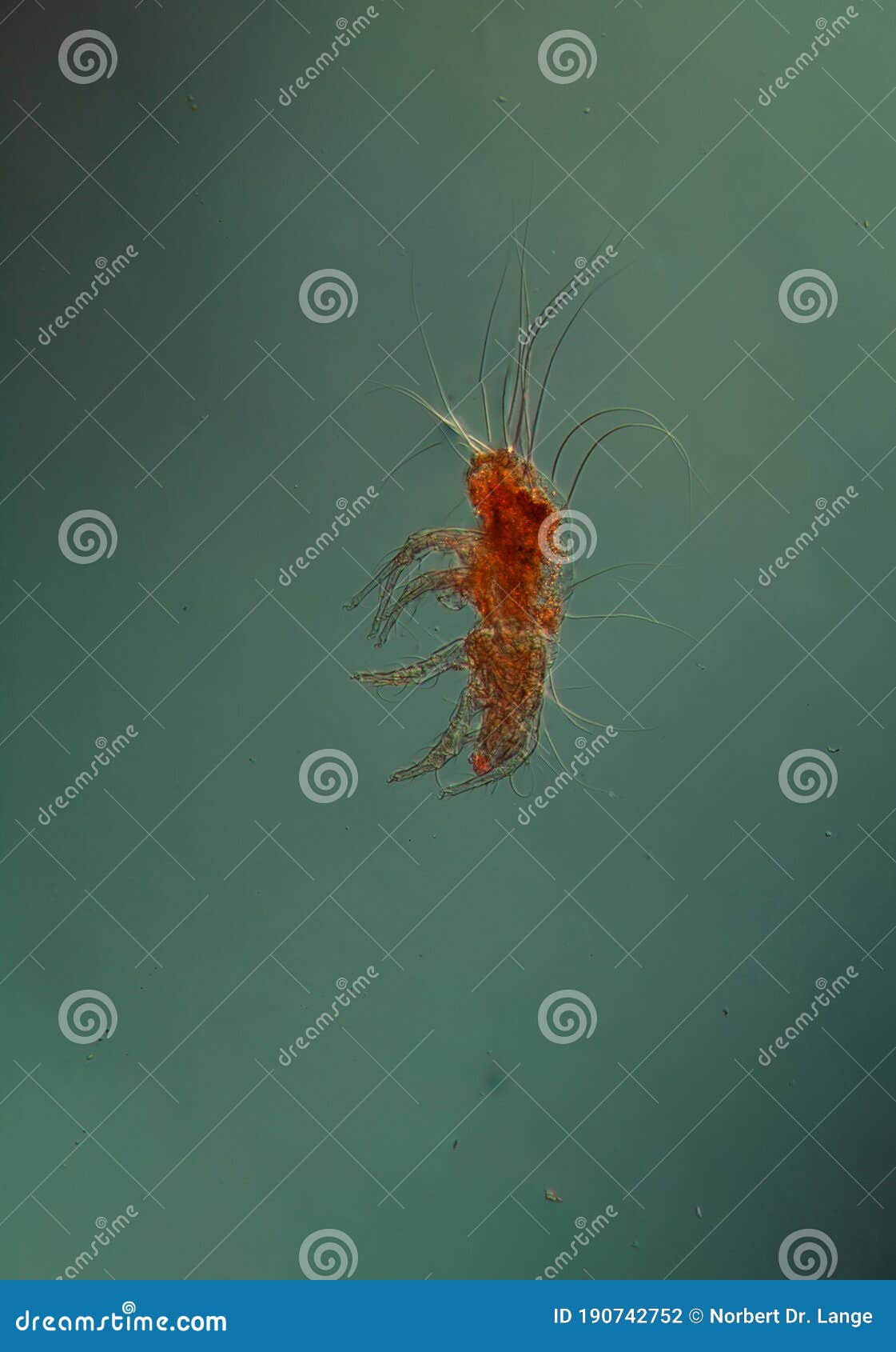 Dust Mite Microscope