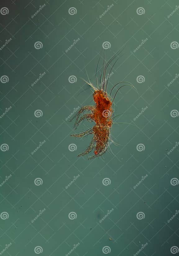 Dust Mites Under the Microscope Stock Photo - Image of omnipresent ...