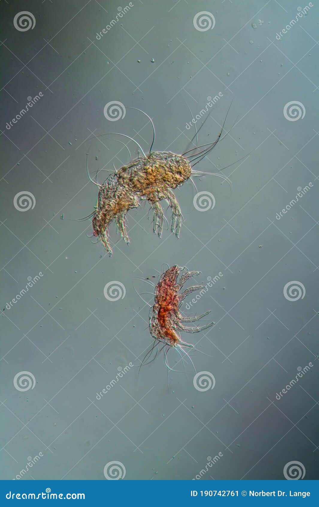 Dust Mites Under the Microscope Stock Image - Image of microscopy ...