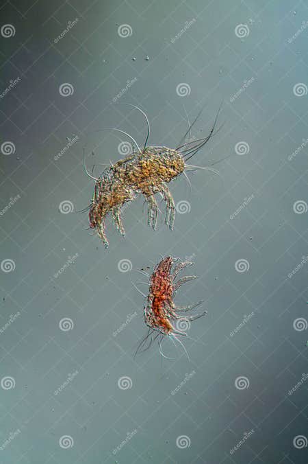 Dust Mites Under the Microscope Stock Image - Image of microscopy ...