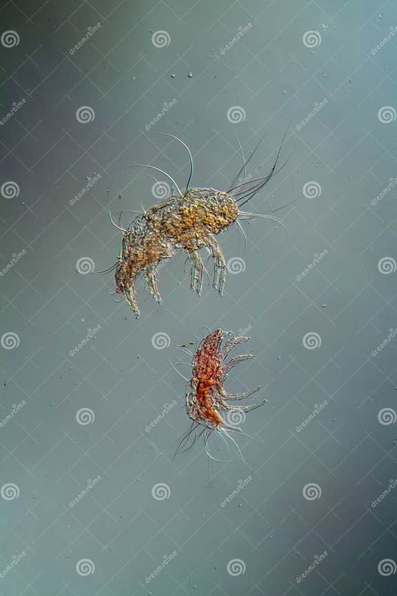 Dust Mites Under the Microscope Stock Image - Image of microscopy ...