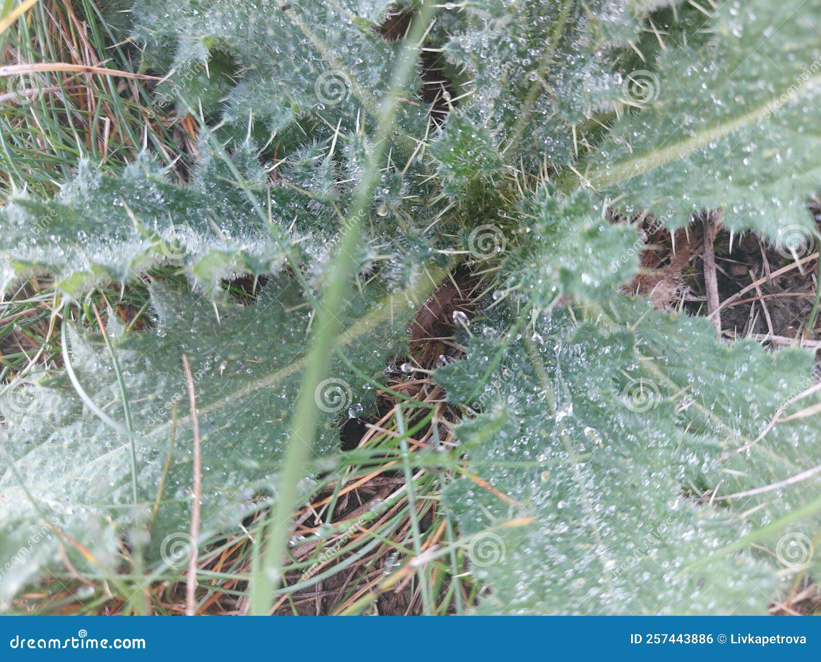 Dust of Rain Drops on the Plant Photo Stock Photo - Image of flower ...