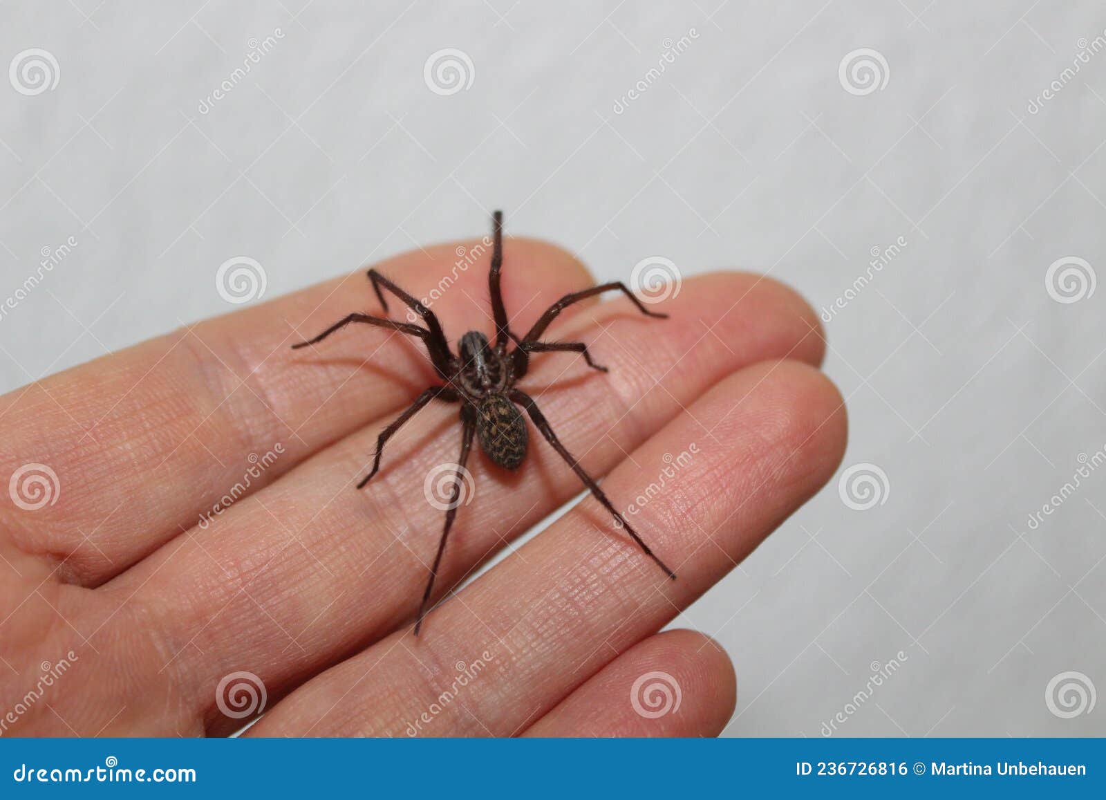 Dust spider on a hand stock photo. Image of macro, arachnophobia ...