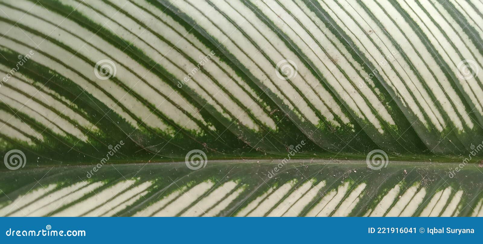 Dust and the Strips on the Leaf Stock Image - Image of nature, food ...