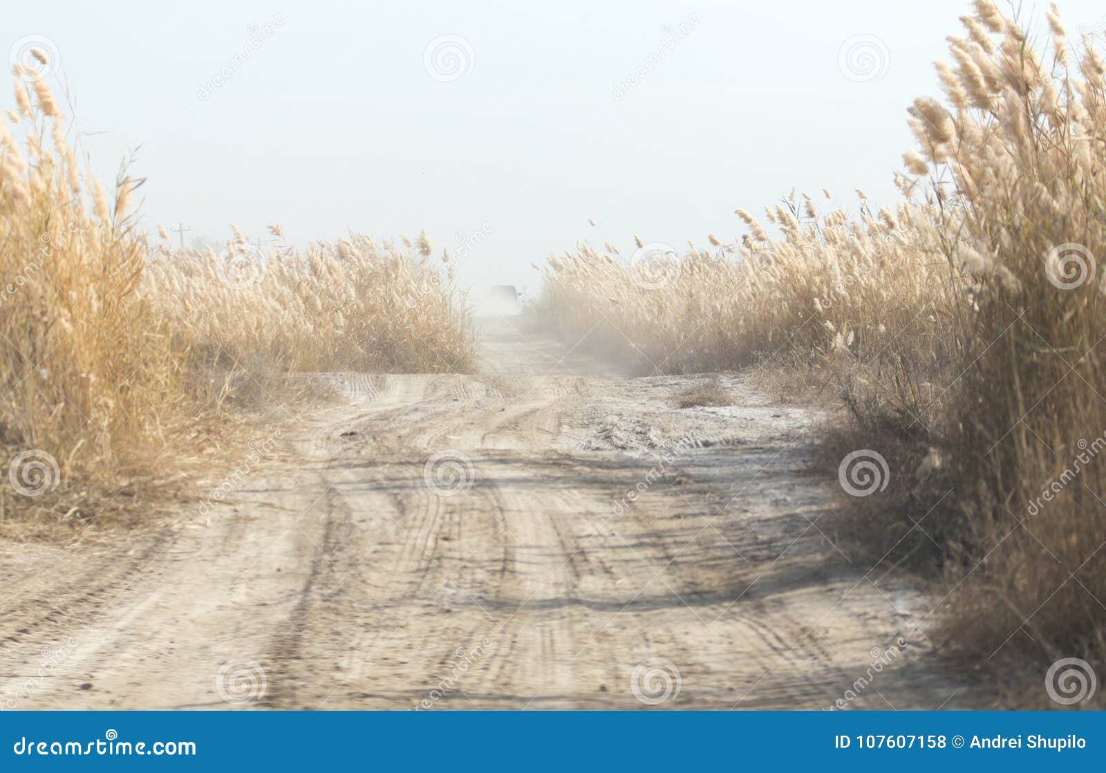 Dust from the SUV on the Road with a Cane Stock Photo - Image of drive ...