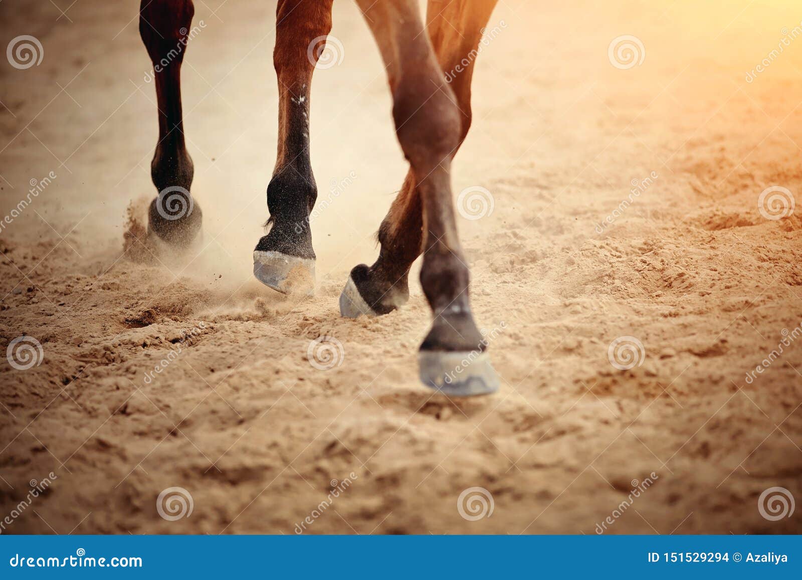 Horse Hoof Running