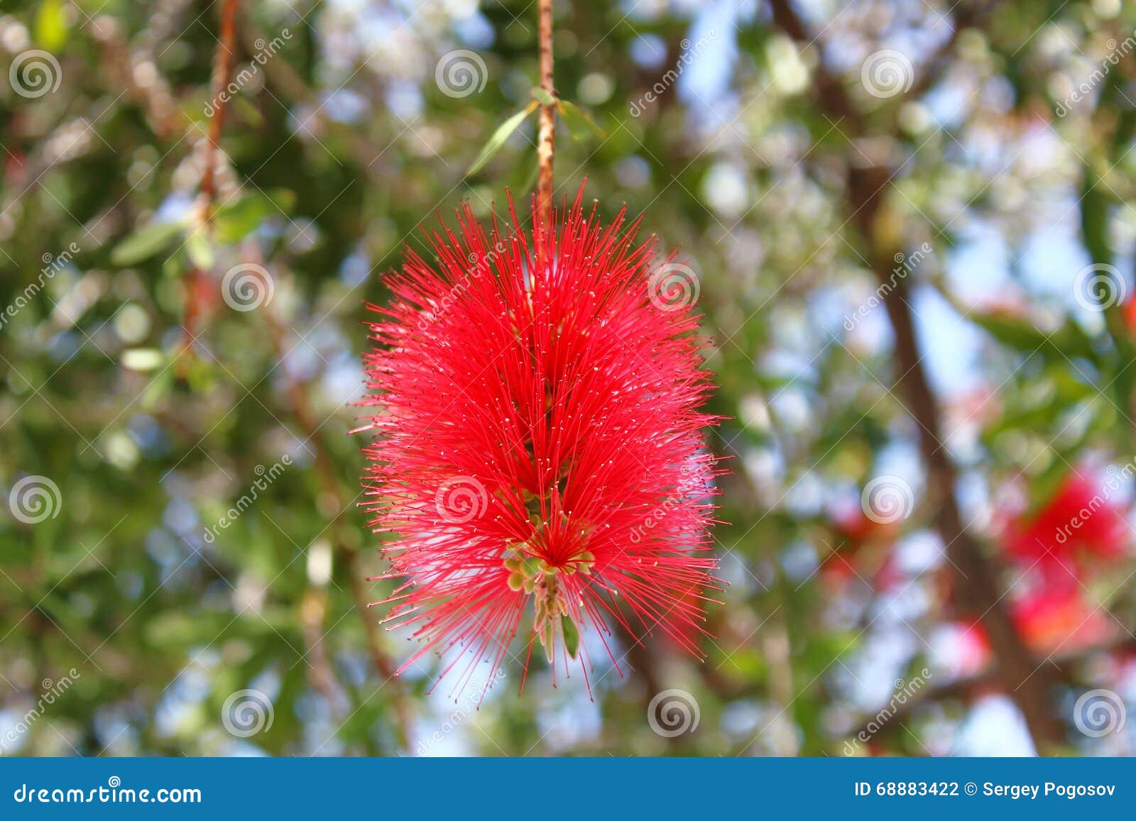 Duster flower stock photo. Image of botanical, unisual - 68883422