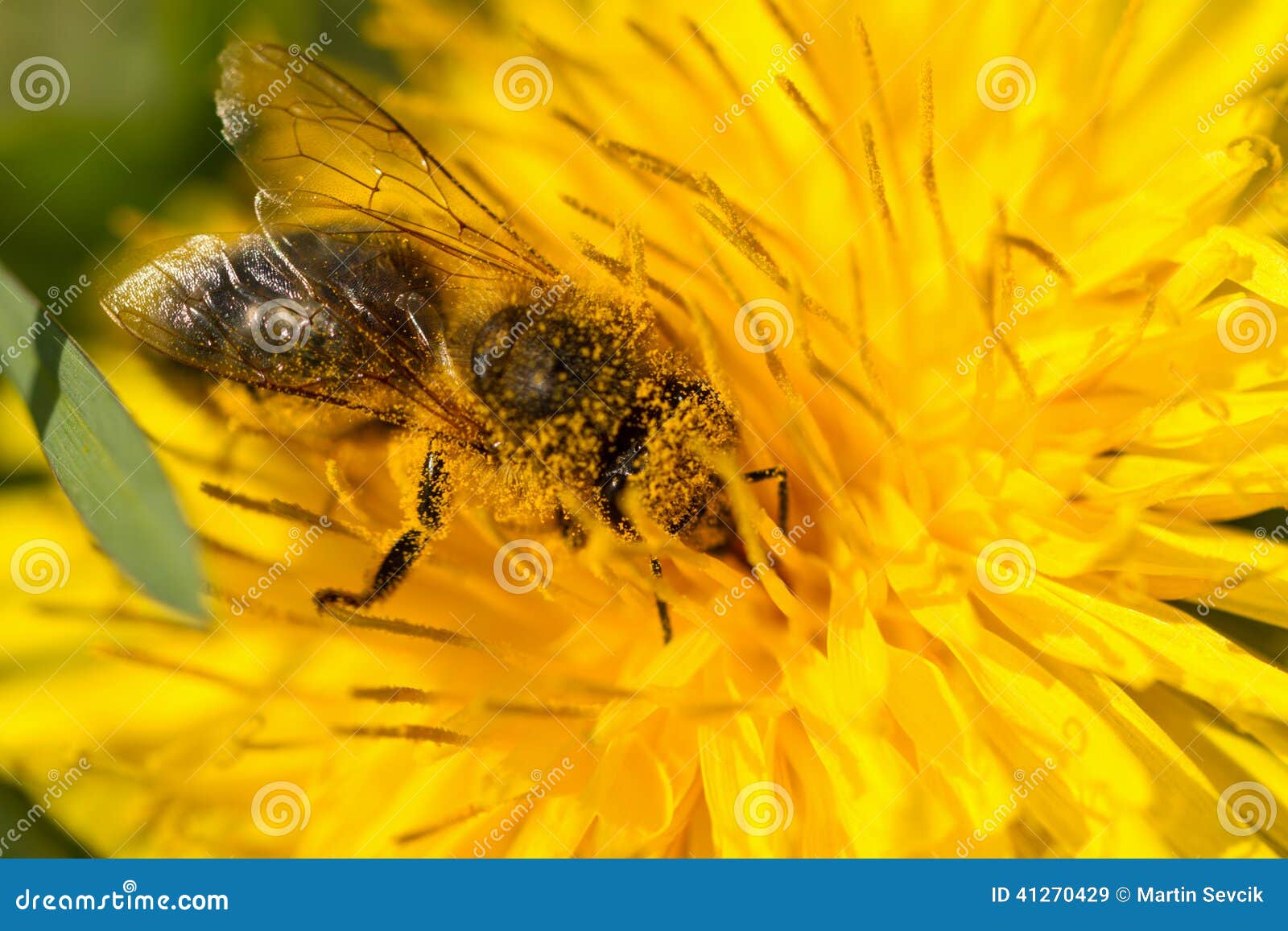 Dusty Bee Collecting Pollen on a Dandelion Stock Image - Image of ...