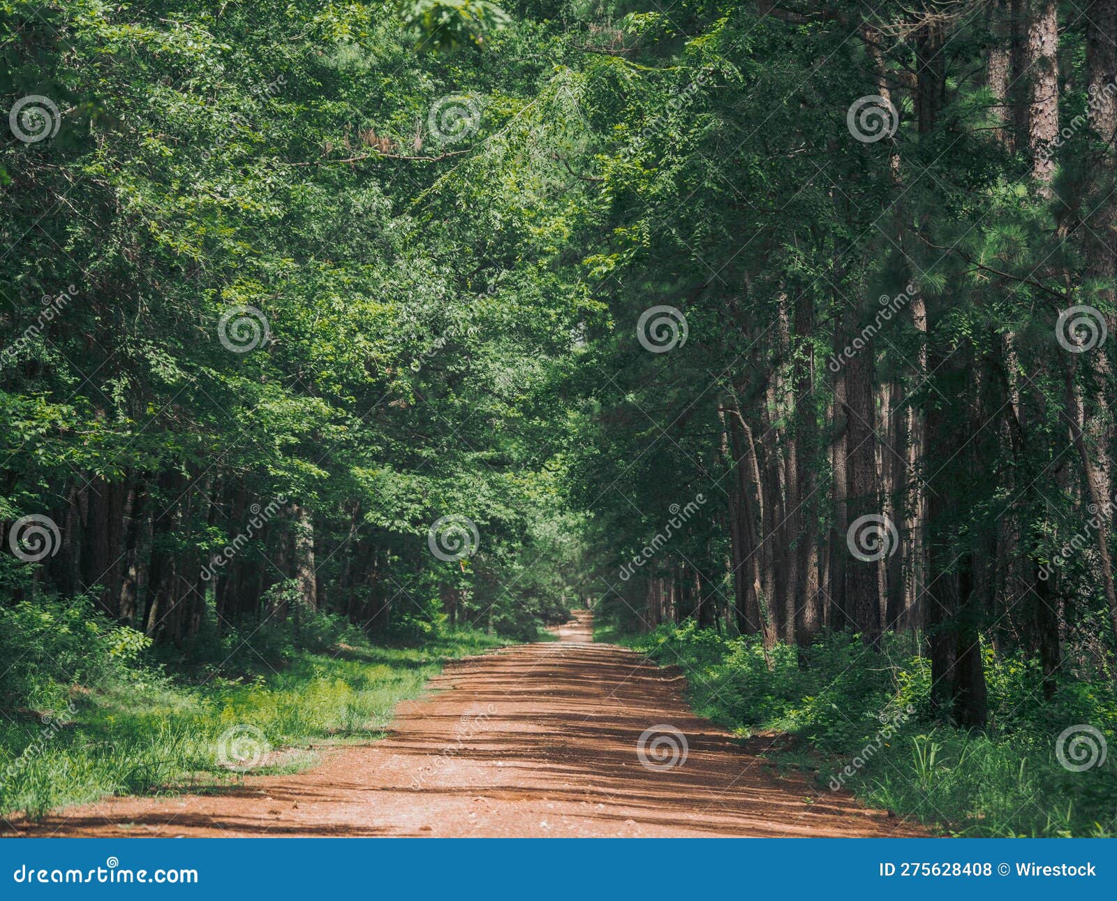 Dusty Dirt Road Winding through a Lush Forest of Trees Stock Photo ...