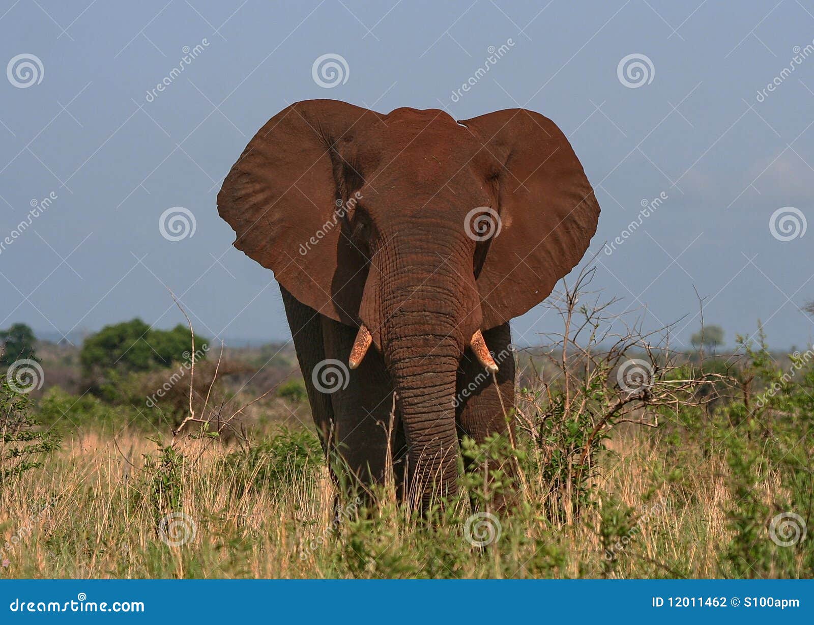 Dusty Elephant stock photo. Image of bath, ivory, trunk - 12011462