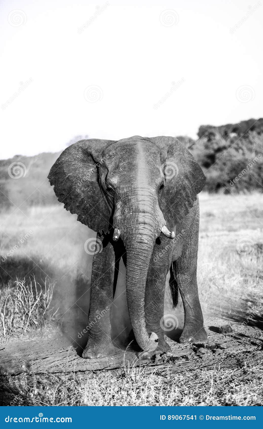 Dusty elephant stock image. Image of wildlife, trunk - 89067541