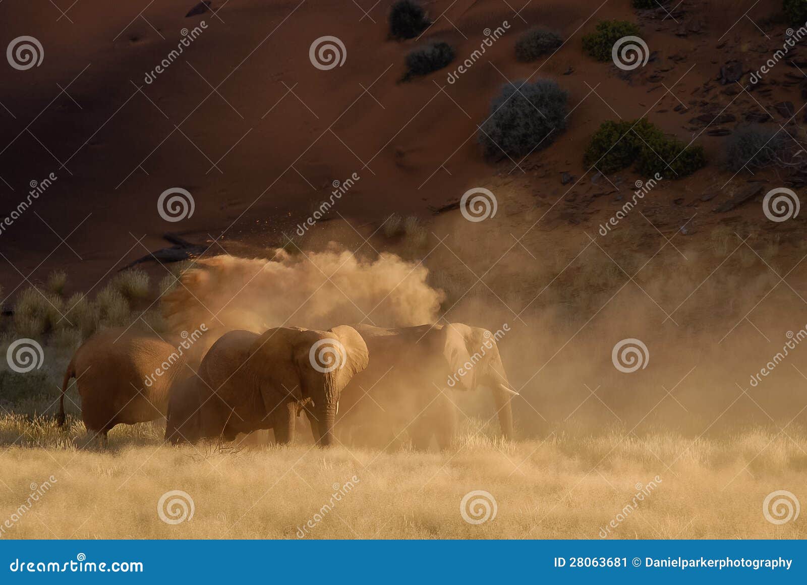Dusty Elephants stock image. Image of species, sand, africa - 28063681