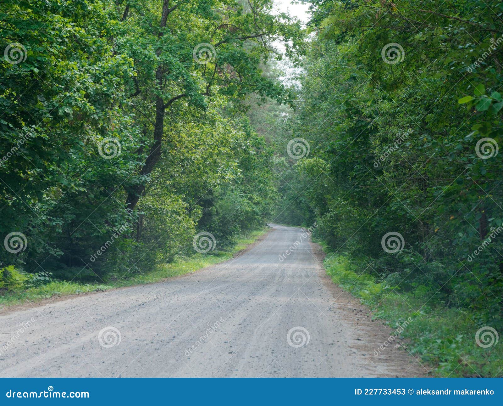 Dusty Forest Dirt Road in the Shade of Trees Stock Image - Image of ...