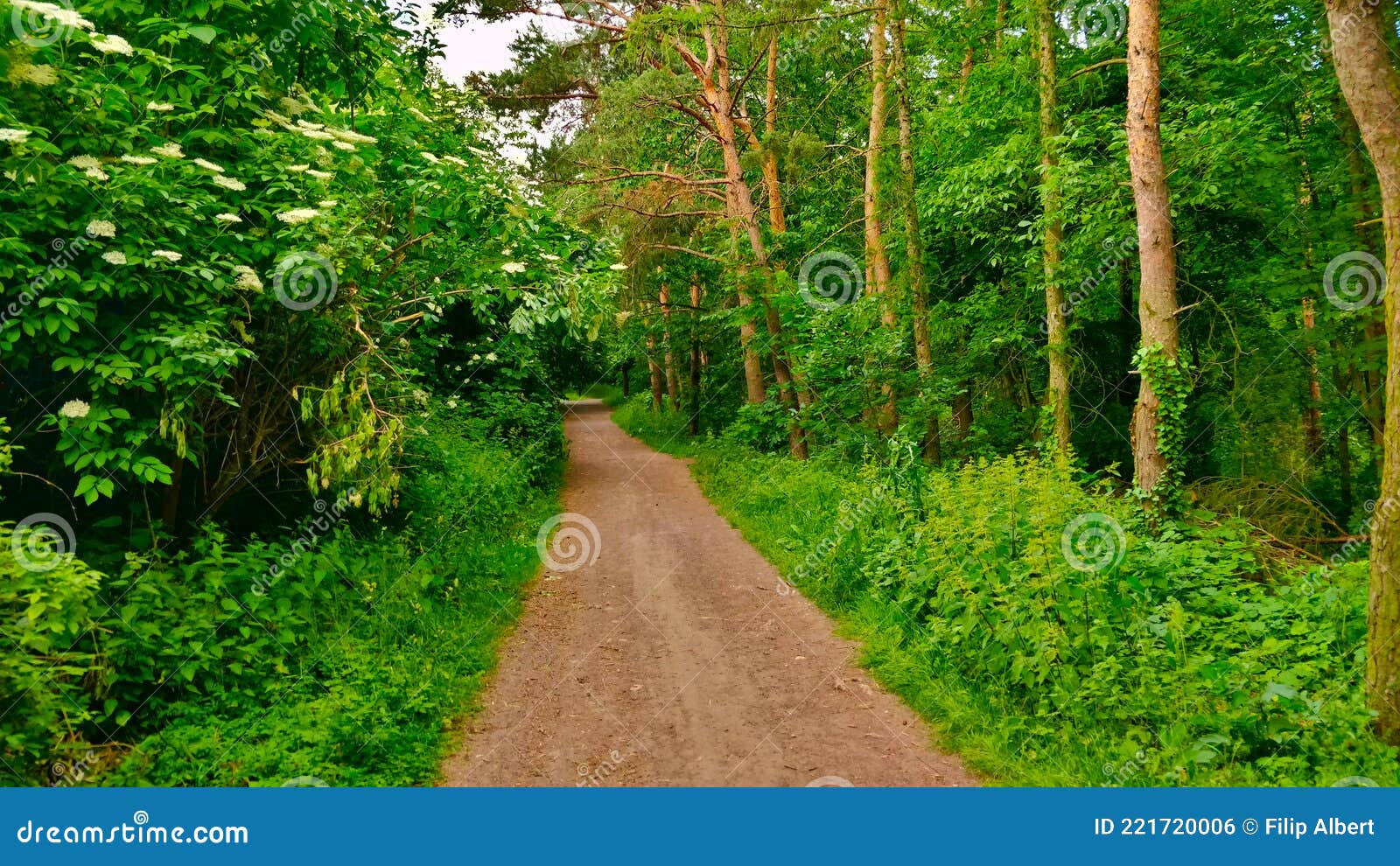 Dusty Forest Road with Trees on the Right Side and Bushes on the Left ...