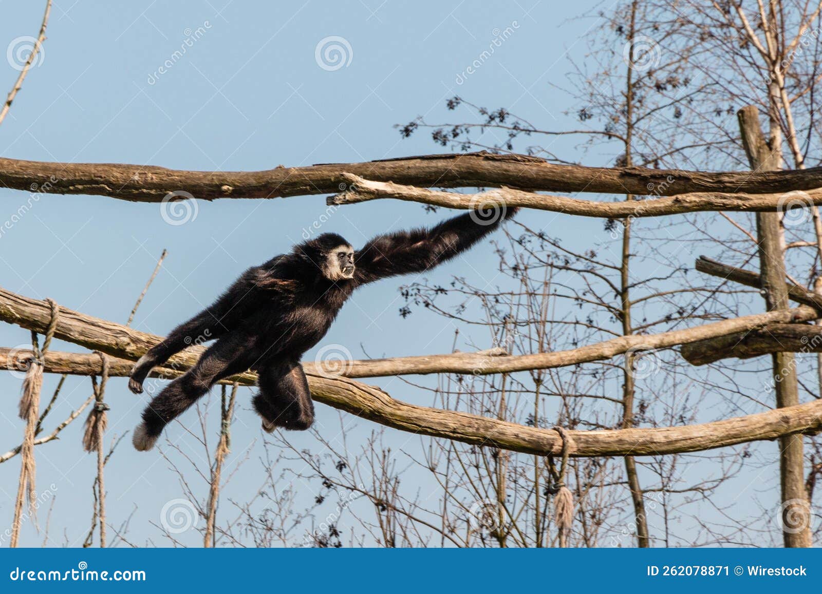 Dusty Leaf Monkey Swinging on a Tree Stock Image - Image of tree ...