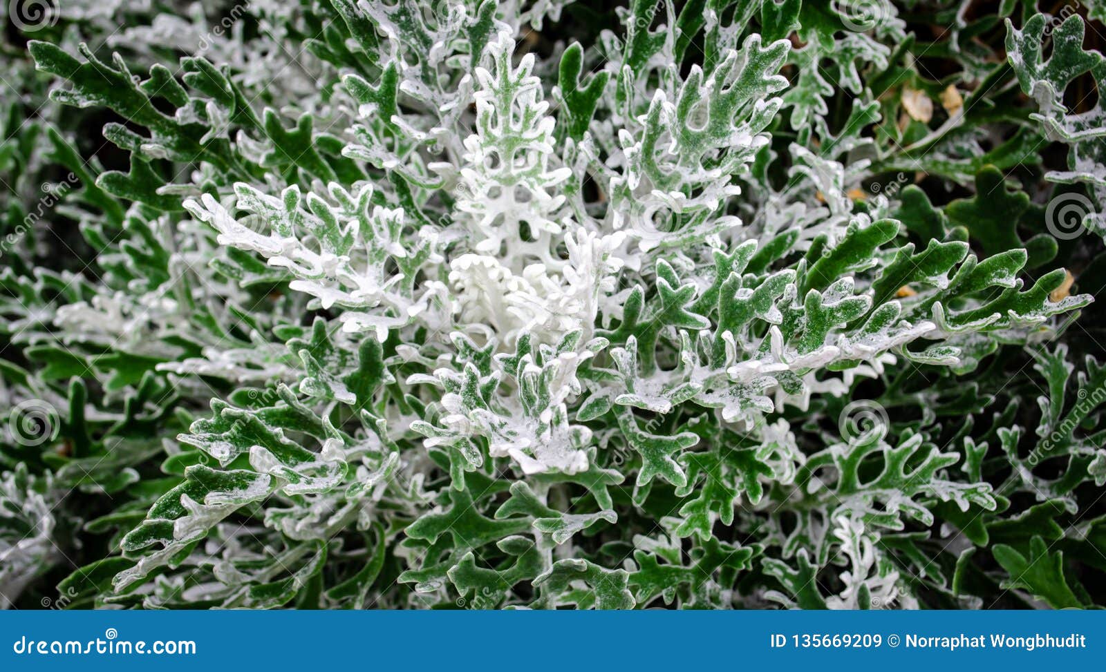 Dusty Miller Flower stock image. Image of leaf, botany - 135669209